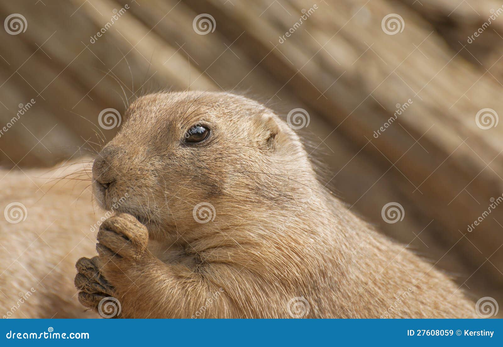 Prairiehond Met Zwarte Staart Stock Afbeelding - Image of mooi ...