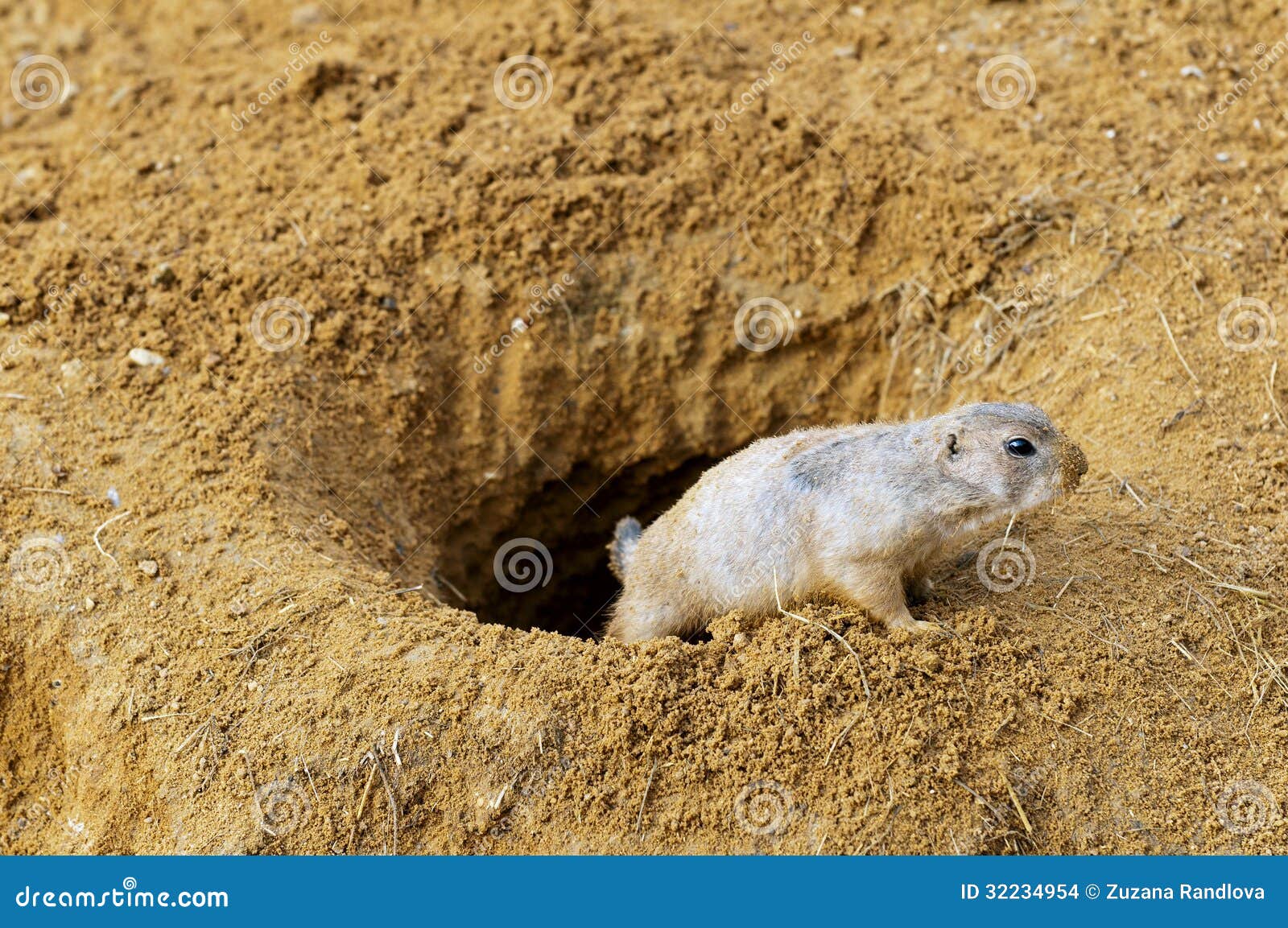 Prairiehond Met Zwarte Staart Stock Foto - Image of westelijk, noord ...