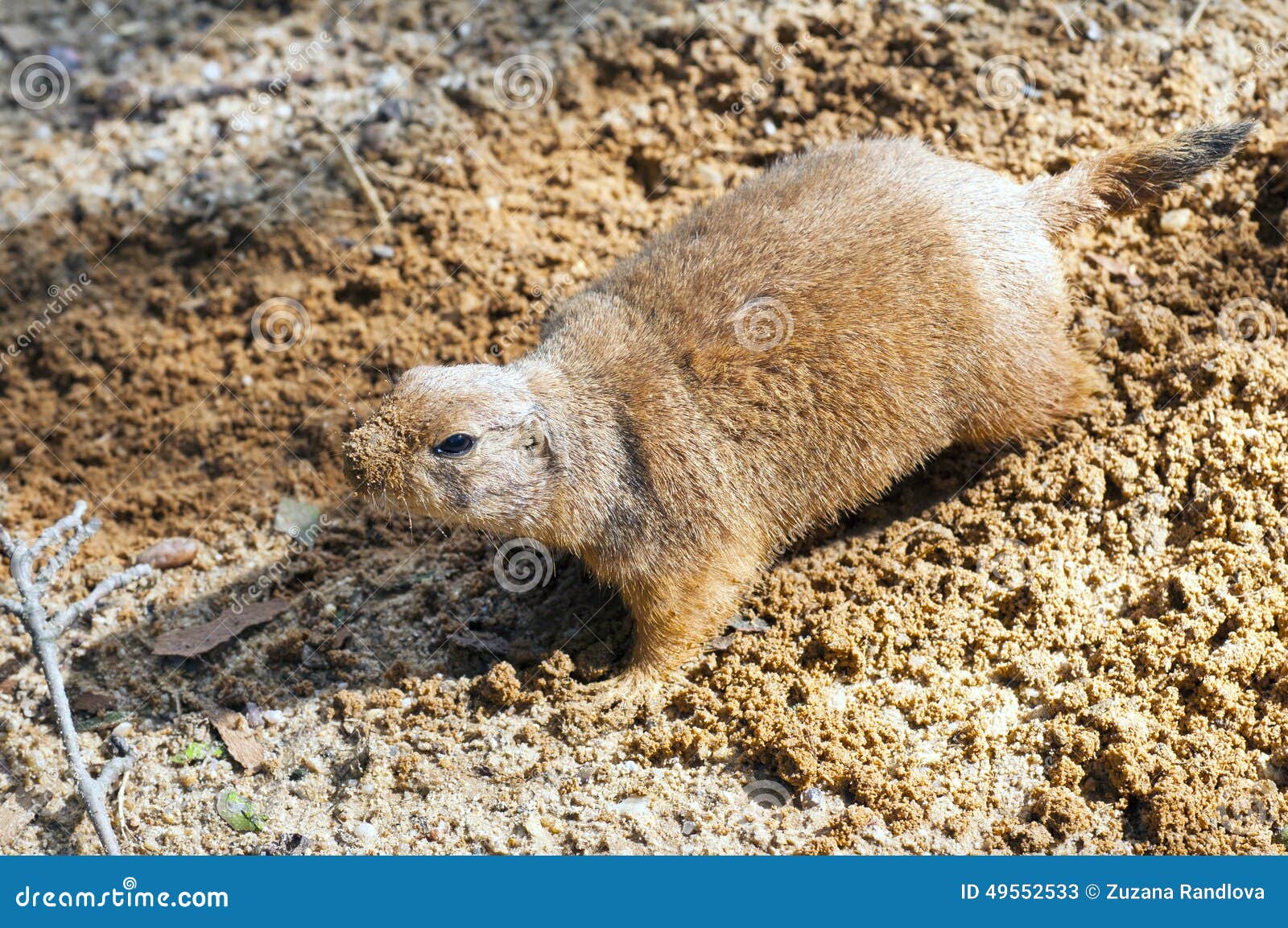 Prairiehond Met Zwarte Staart Stock Afbeelding - Image of uitziend ...