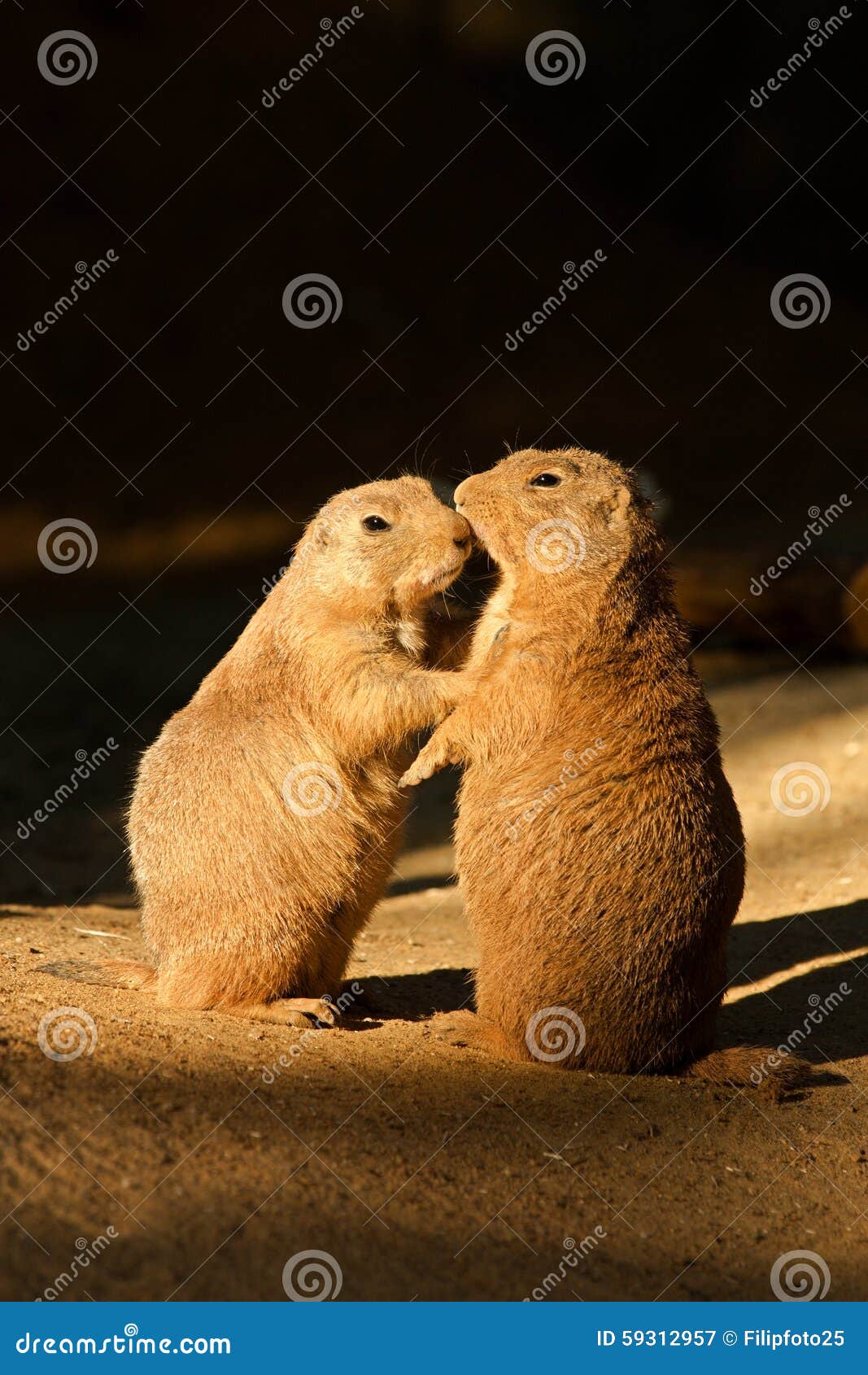 Prairiehond Met Zwarte Staart Stock Afbeelding - Image of vuil, honden ...