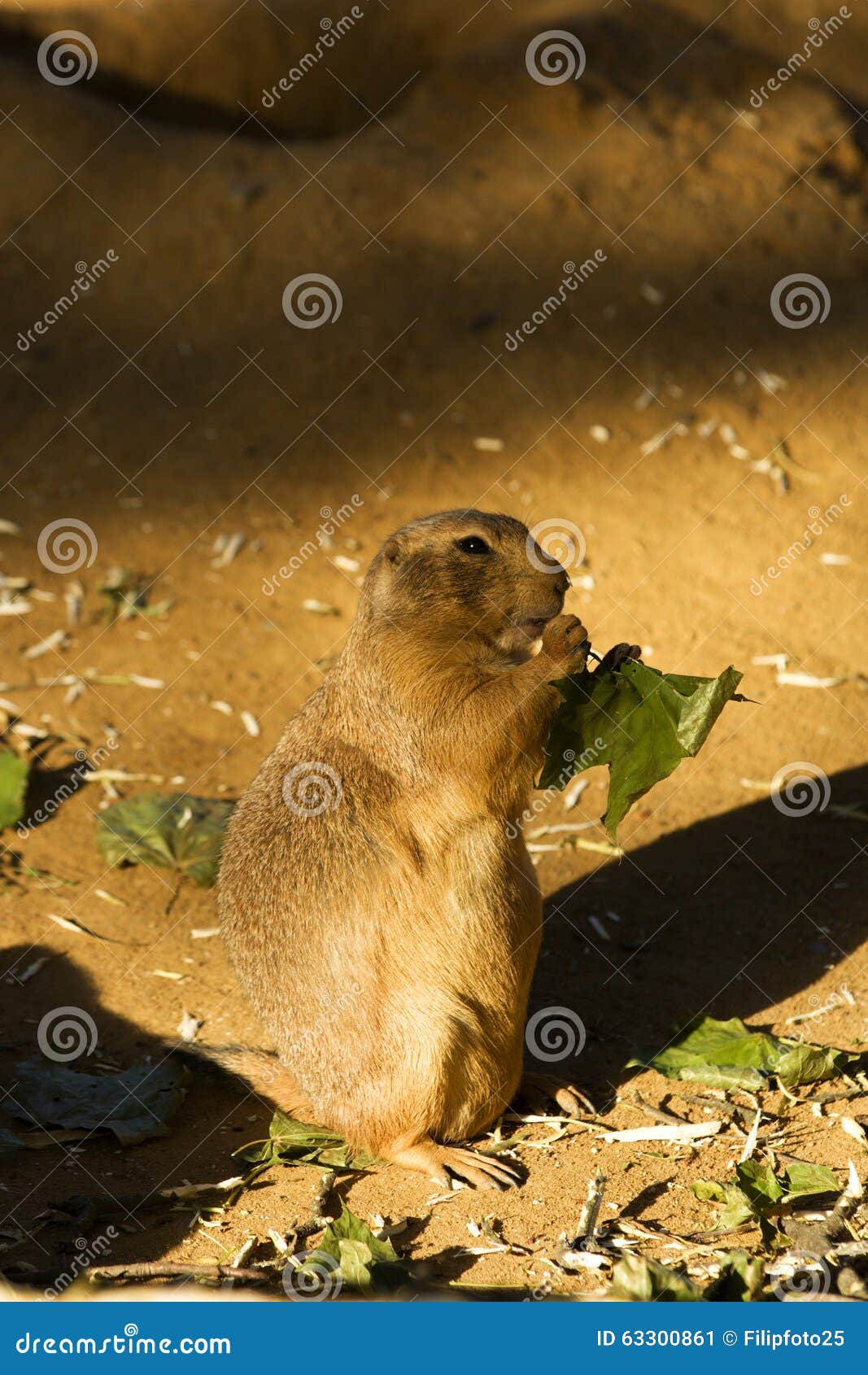 Prairiehond Met Zwarte Staart Stock Afbeelding - Image of hond, ogen ...