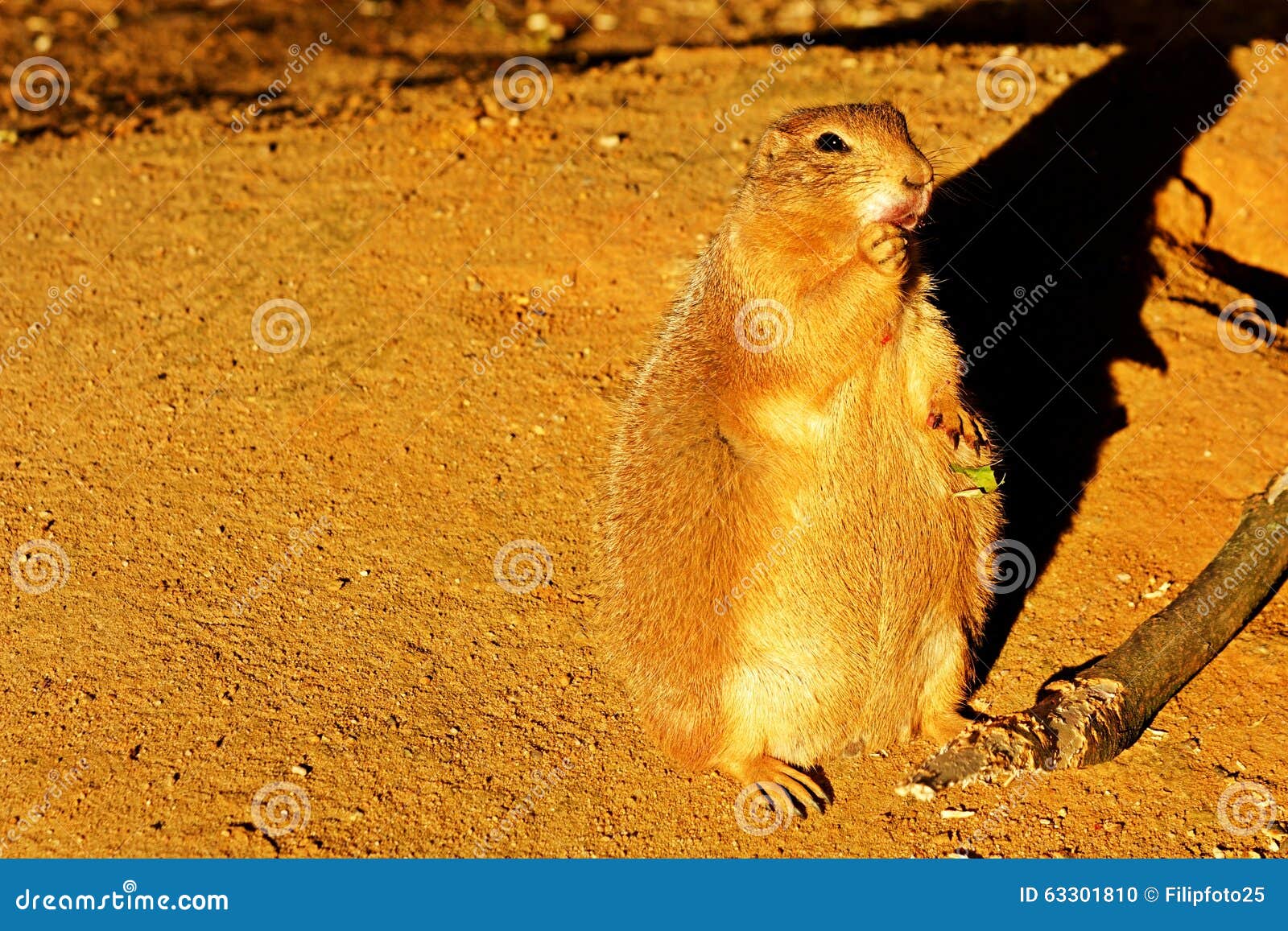 Prairiehond Met Zwarte Staart Stock Foto - Image of prairie, weide ...