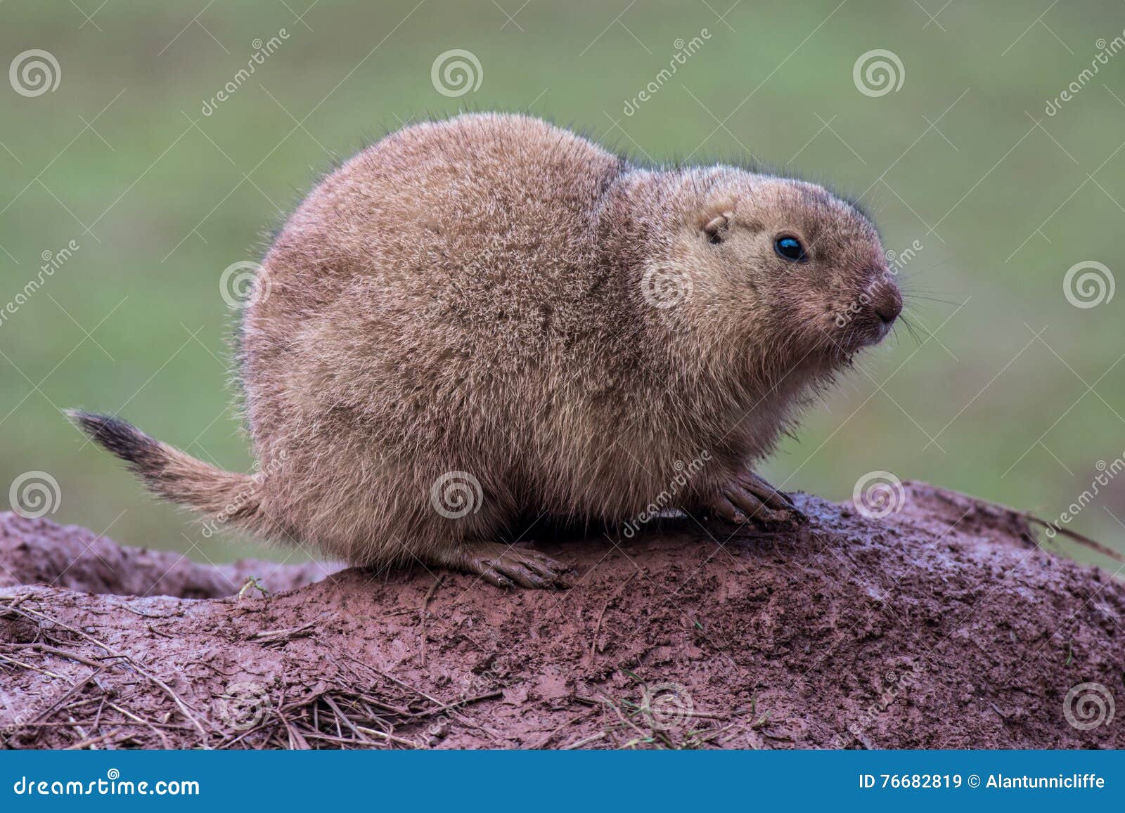 Prairiehond Met Zwarte Staart Stock Afbeelding - Image of wild, dier ...