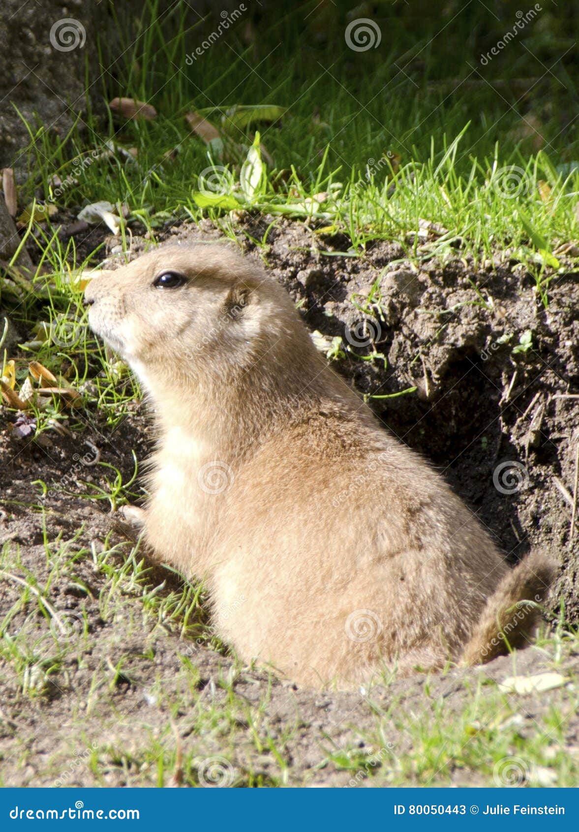 Prairiehond Met Zwarte Staart Stock Afbeelding - Image of hond ...