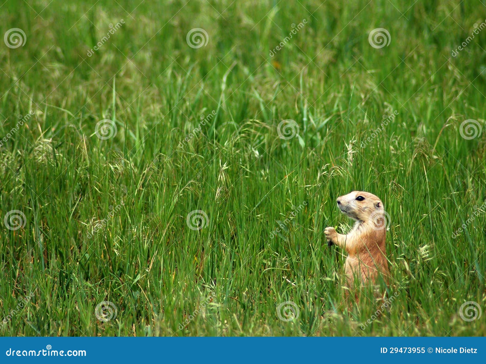 Prairiehond op Gebied stock afbeelding. Image of wild - 29473955