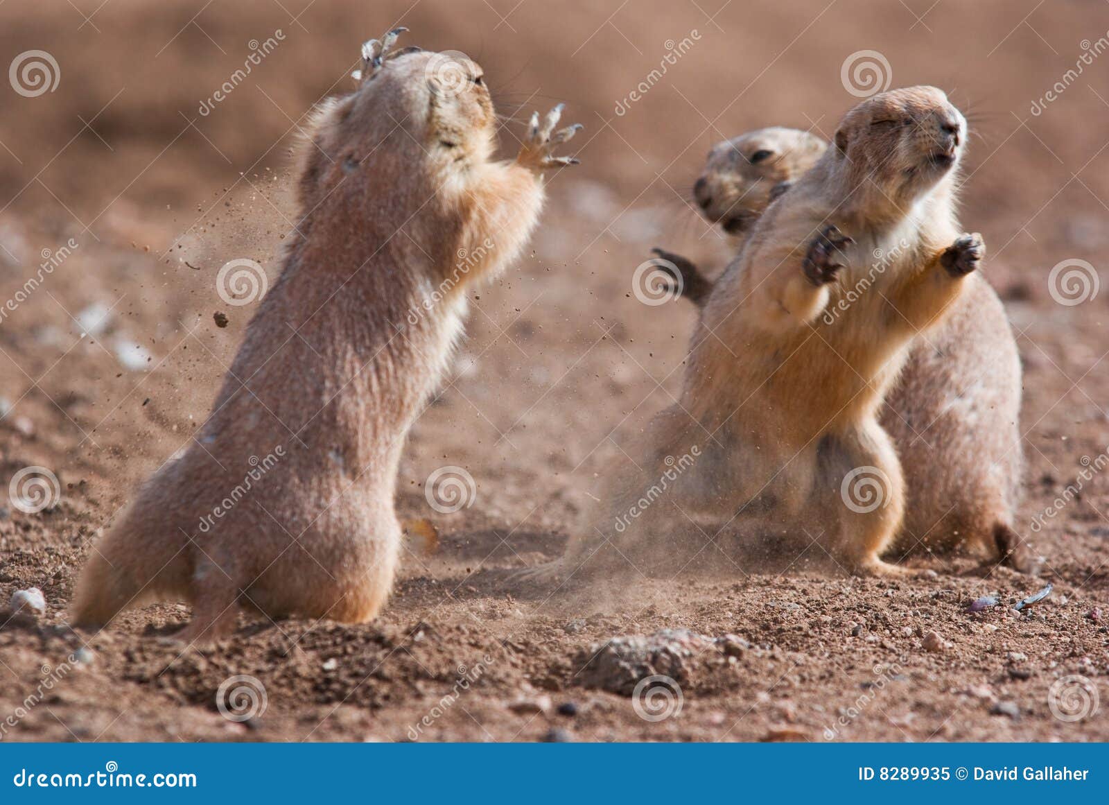 Prairiehonden stock afbeelding. Image of wild, knaagdier - 8289935