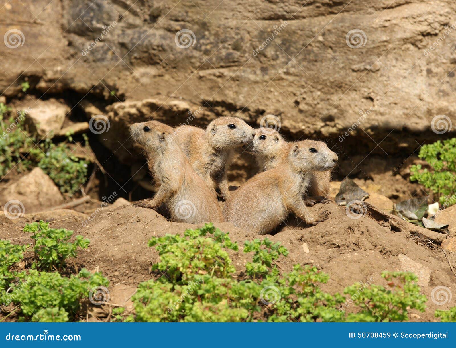 Prairiehonden Met Zwarte Staart Stock Afbeelding - Image of weinig ...