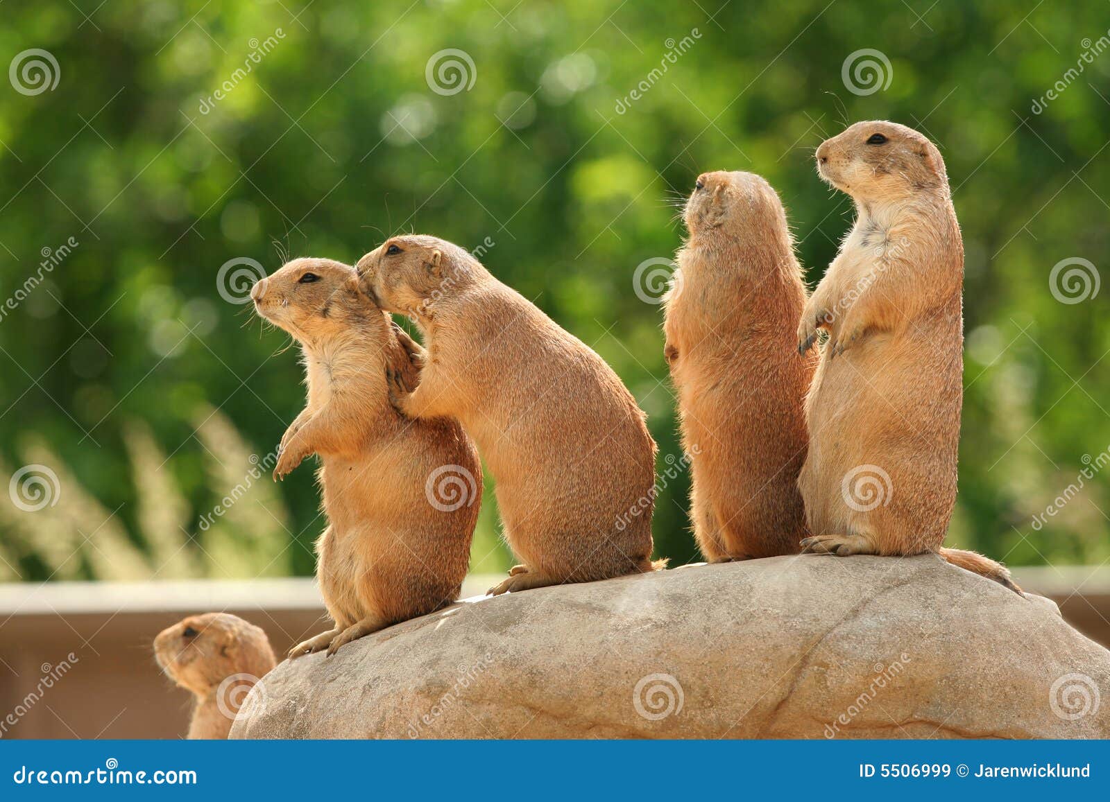 Prairiehonden op rots stock afbeelding. Image of uitdrukking - 5506999
