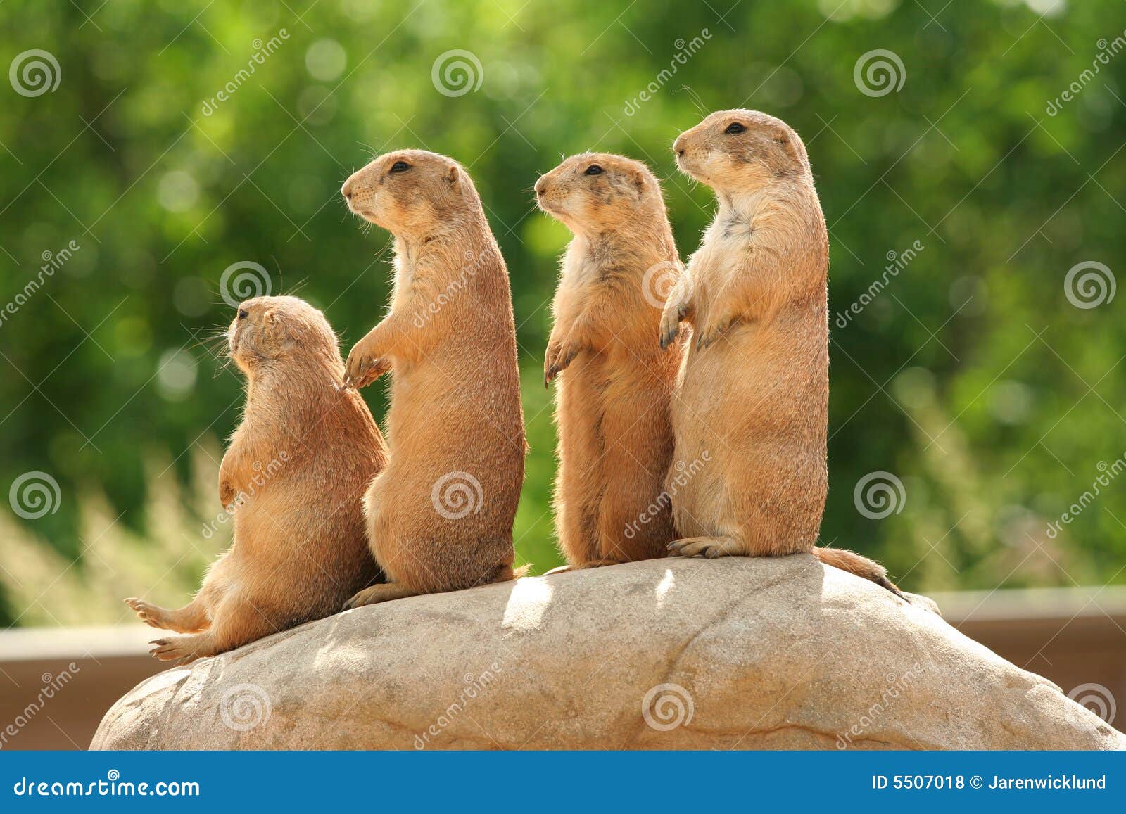 Prairiehonden op rots stock foto. Image of samen, alarm - 5507018