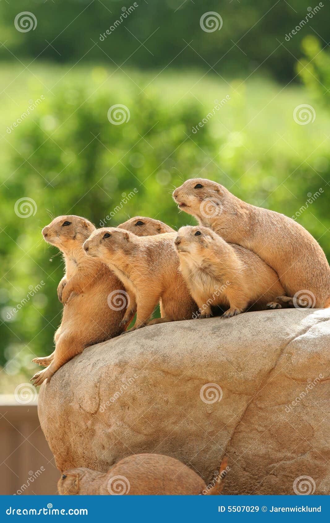 Prairiehonden op rots stock afbeelding. Image of samen - 5507029