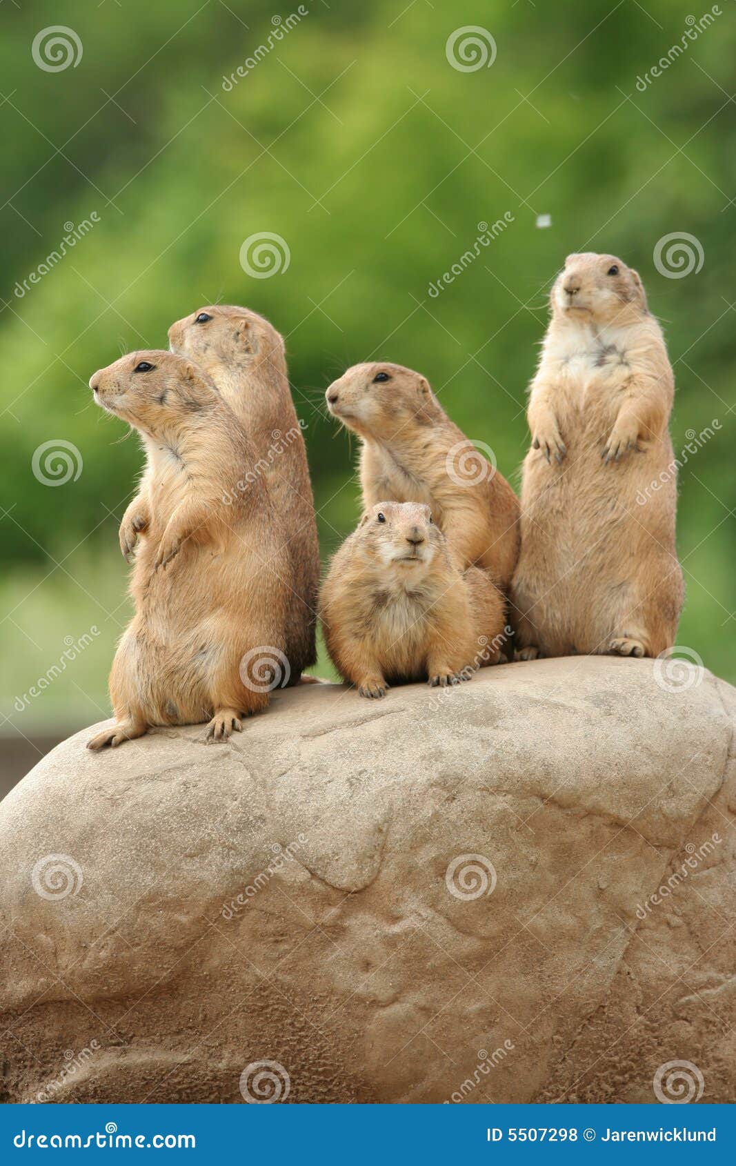 Prairiehonden op rots stock foto. Image of dier, humoristisch - 5507298