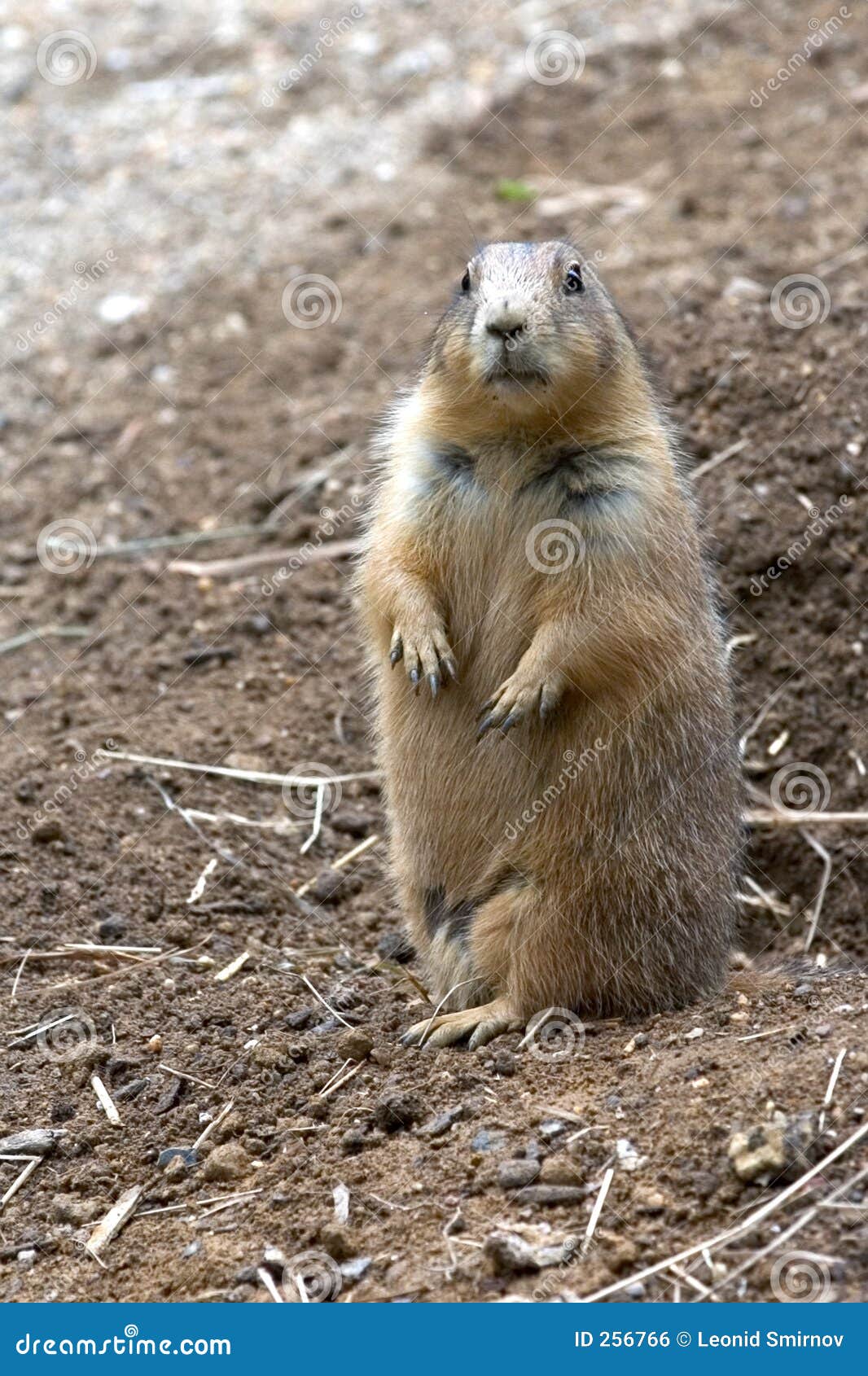 Prairiehonden Op Vooruitzicht Stock Foto - Image of nieuwsgierig ...