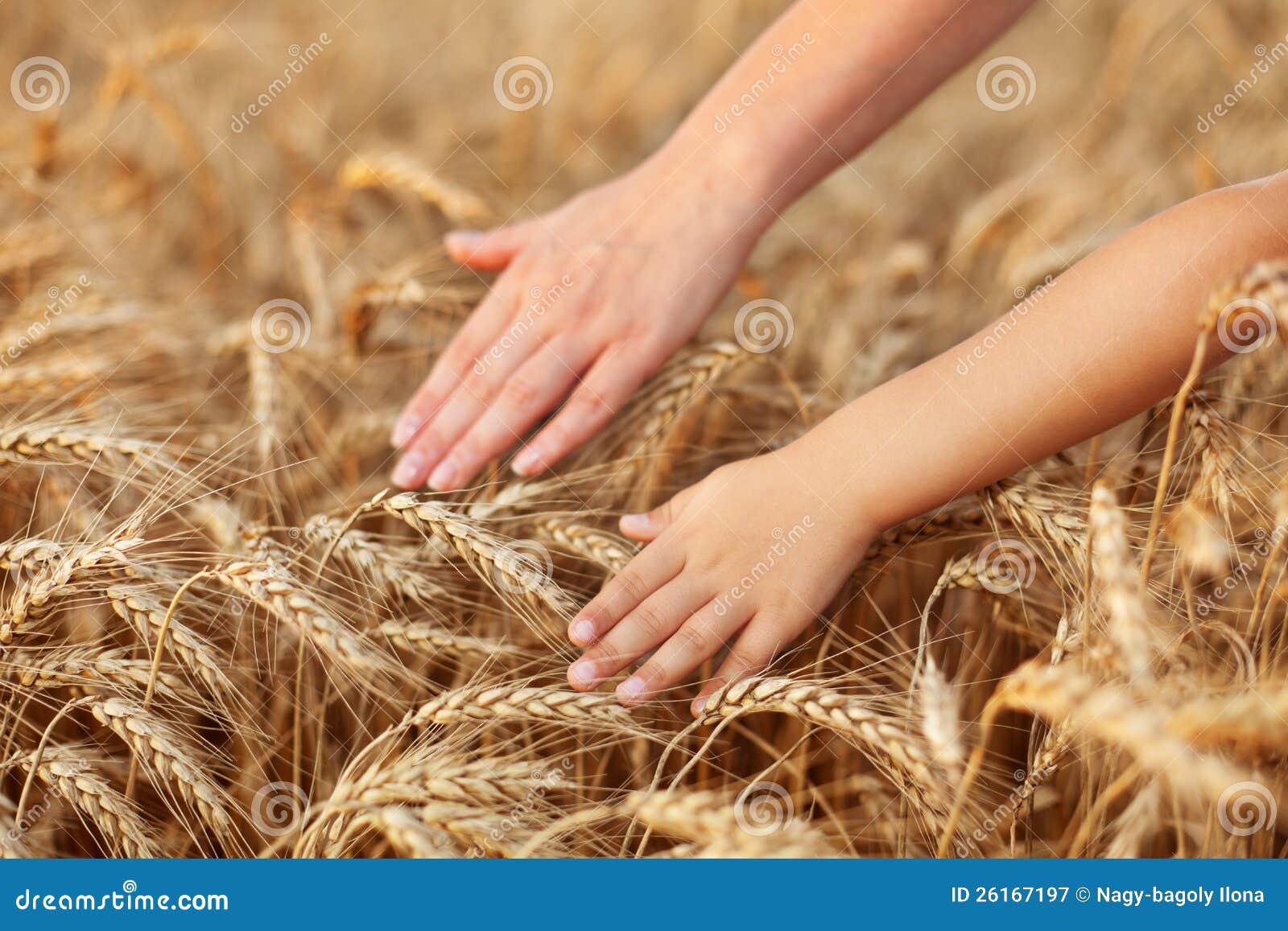 Praise Mother Nature Feeding Us Stock Image - Image of crop, produce ...