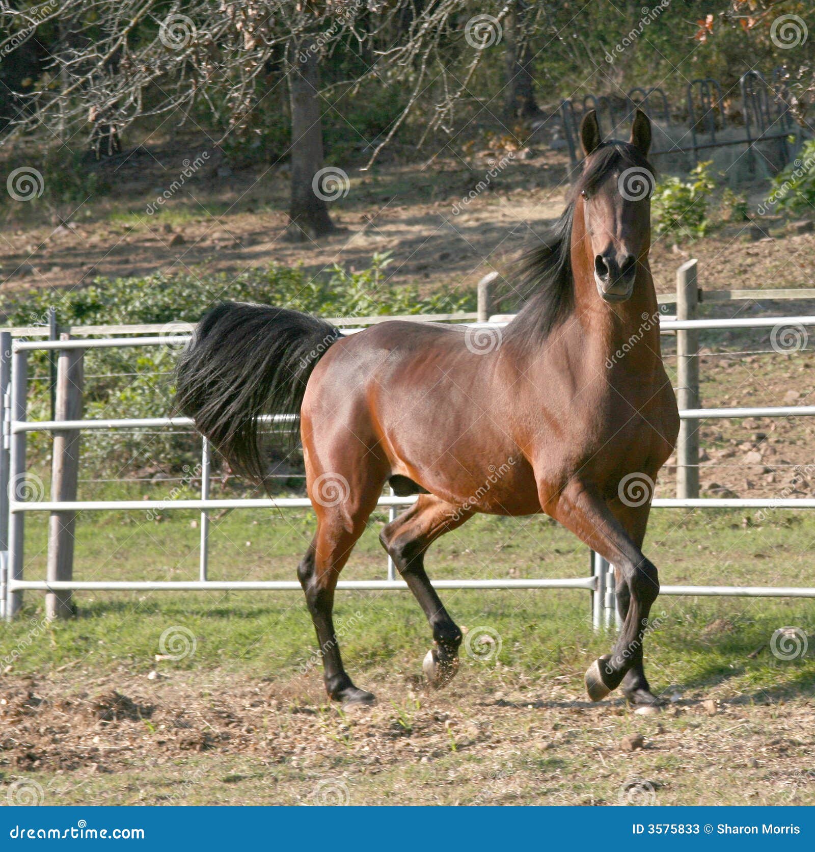 Prancing Arabian stallion stock image. Image of prancing - 3575833