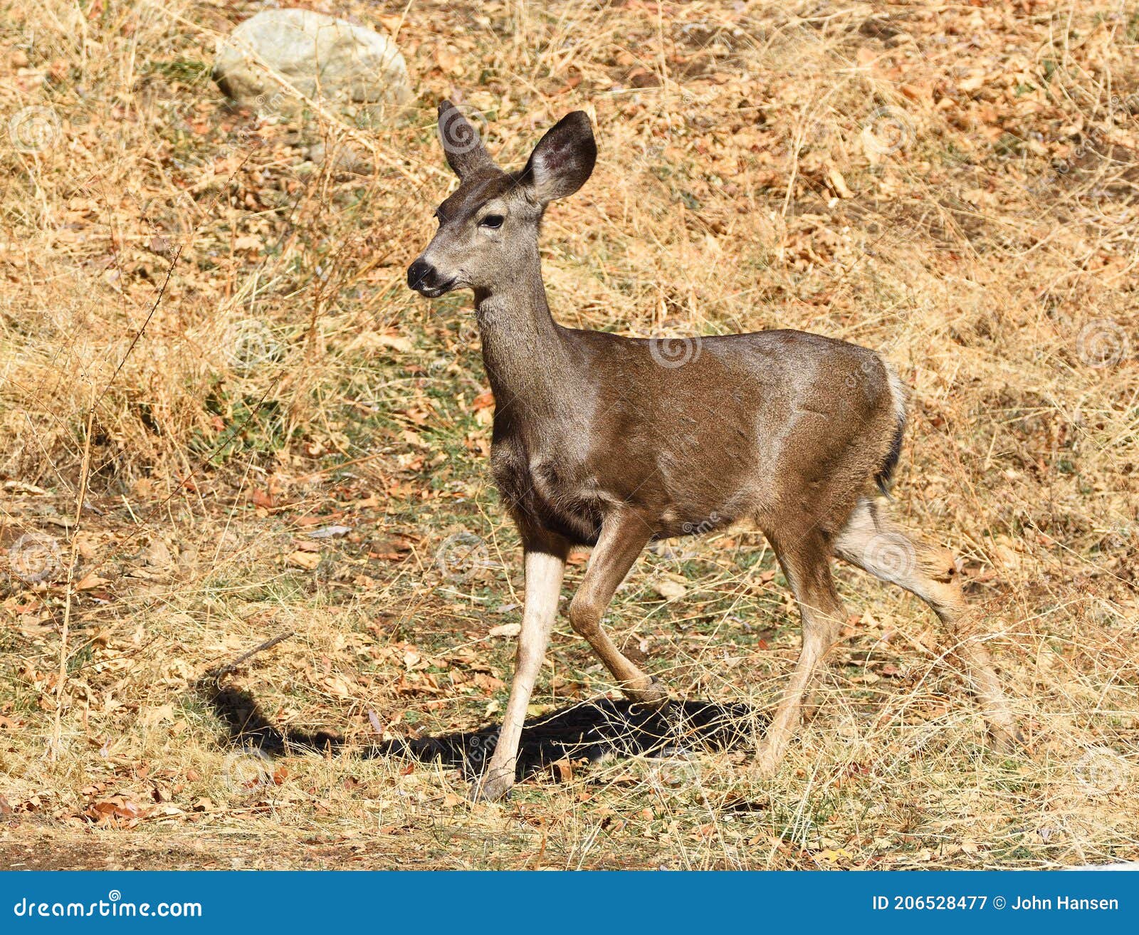 Prancing deer stock image. Image of grassy, deer, brown - 206528477