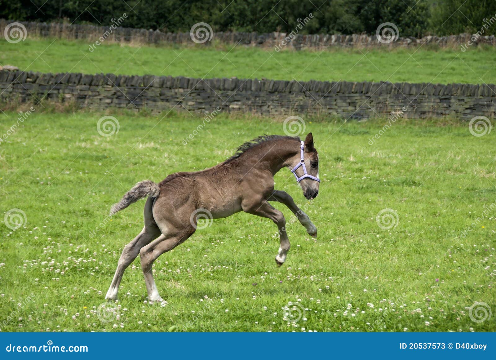 Prancing Foal stock image. Image of freedom, domestic - 20537573