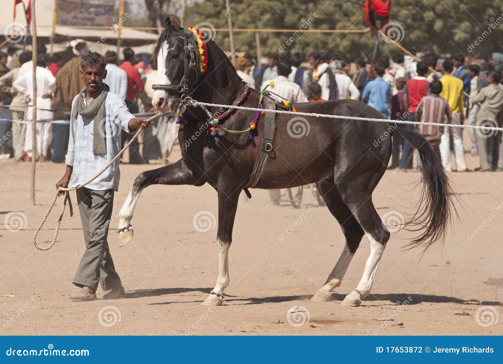 Prancing Horse editorial photography. Image of fair, rope - 17653872