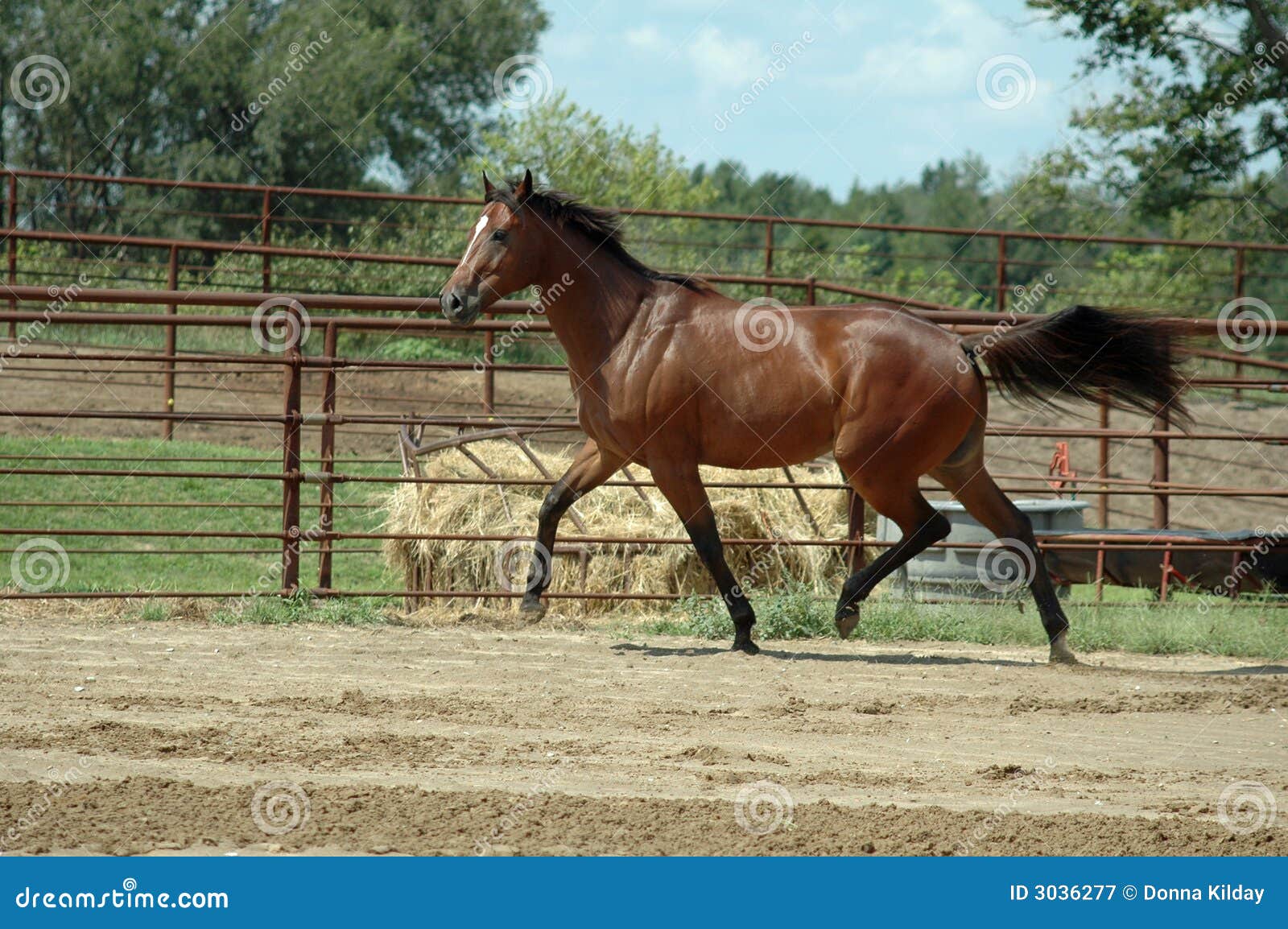 Prancing Horse stock image. Image of pony, playing, stable - 3036277