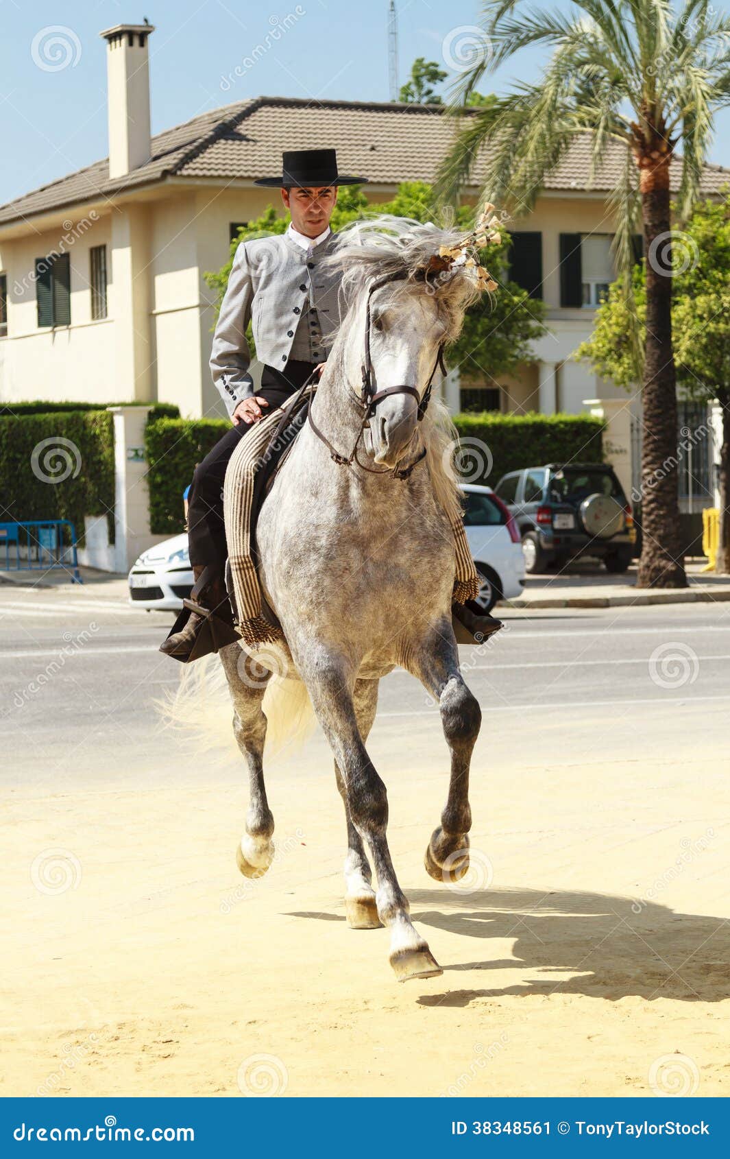 Prancing Horse editorial photo. Image of motion, jump - 38348561