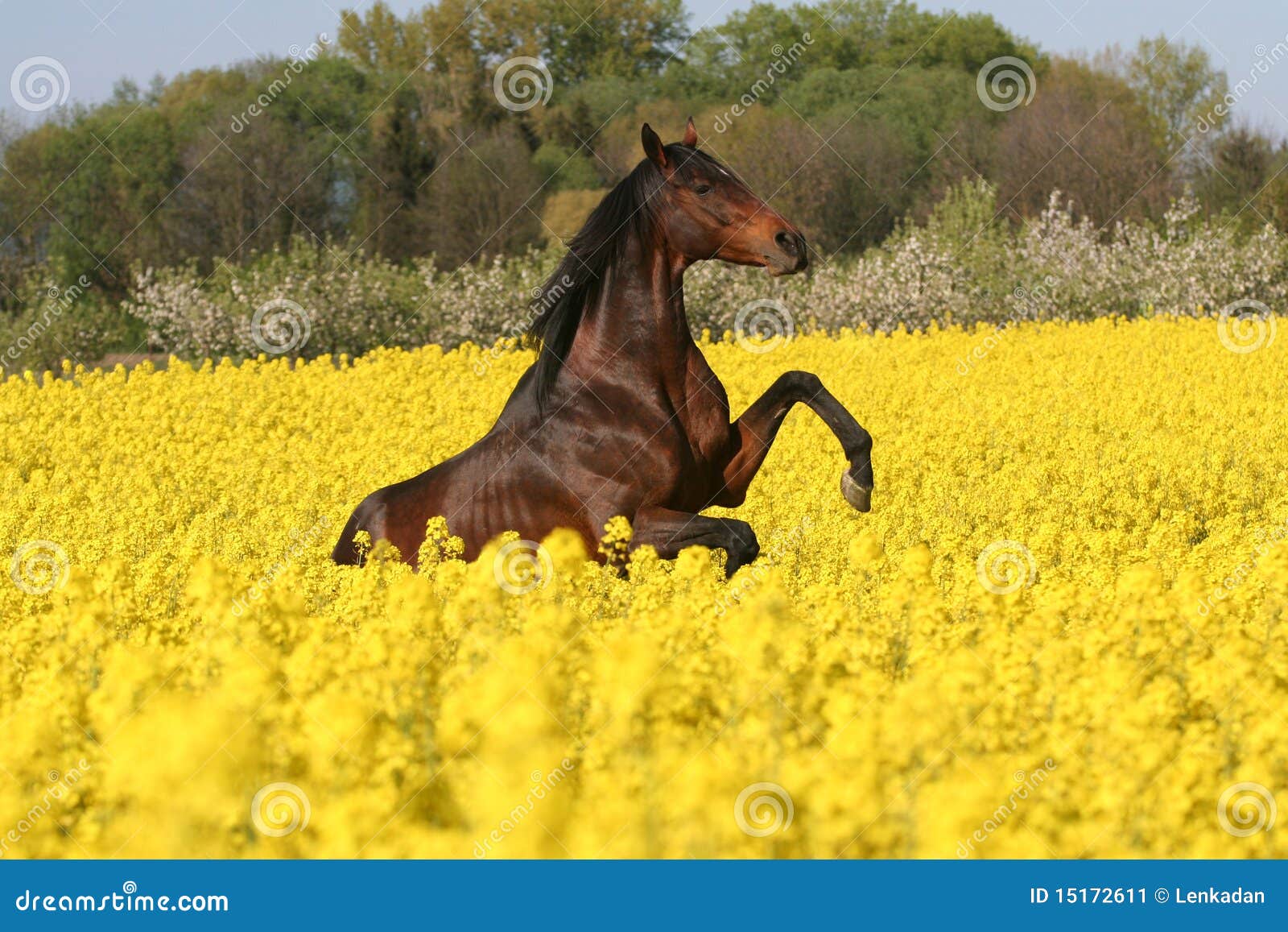 Prancing Horse in Colza Field Stock Image - Image of meadow, equus ...