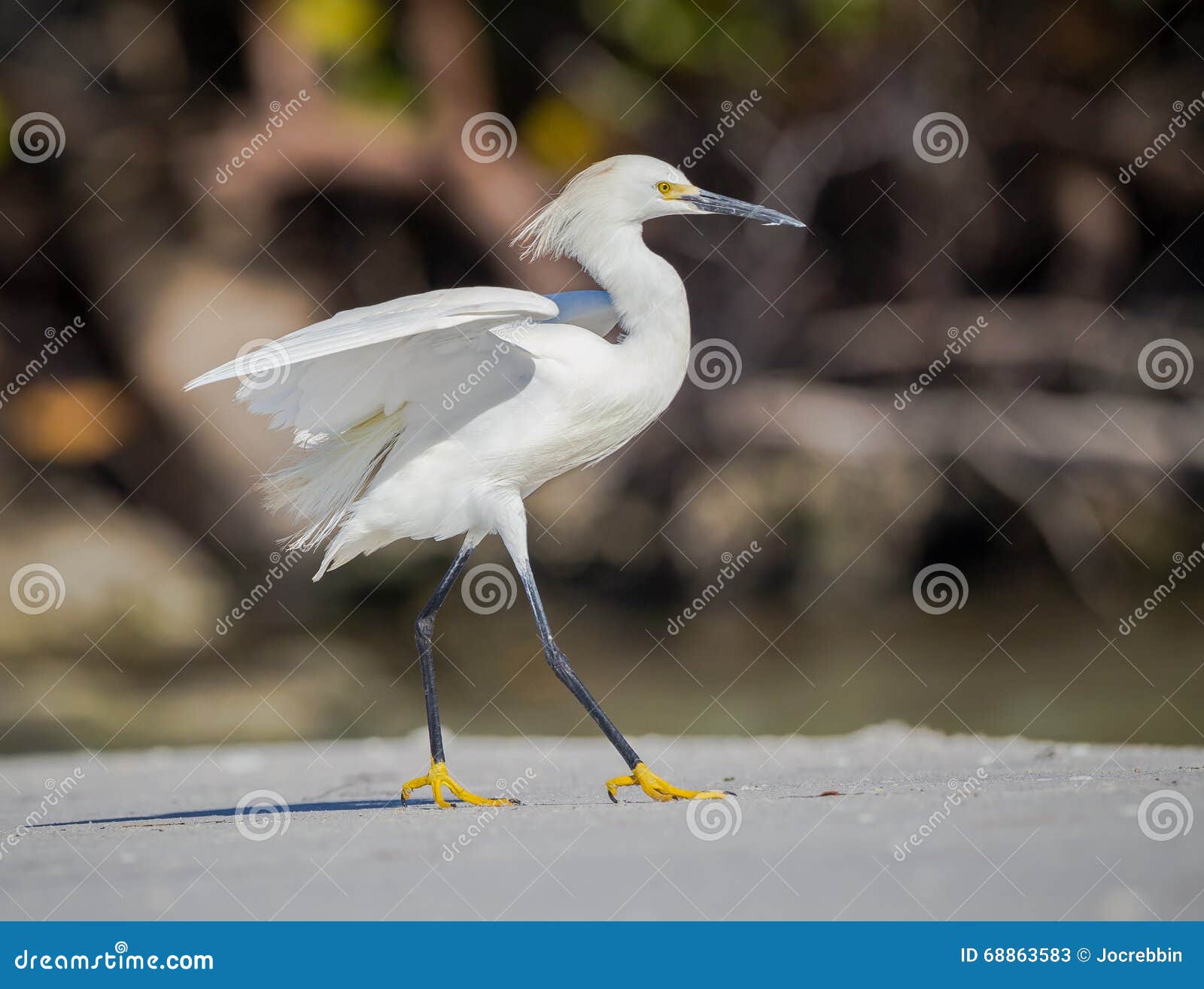 Prancing Snowy Egret on the Beach Stock Image - Image of avian, white ...