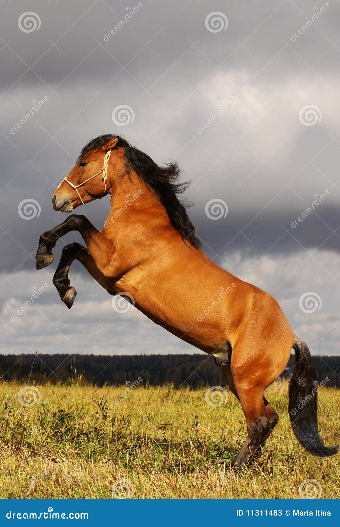 Prancing stallion stock image. Image of young, golden - 11311483