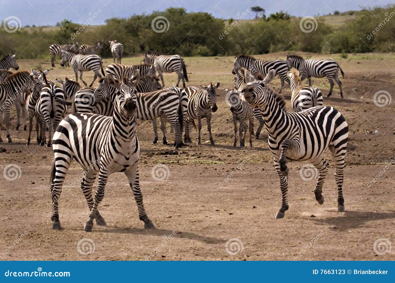 Prancing zebra stock image. Image of animal, lines, rare - 7663123