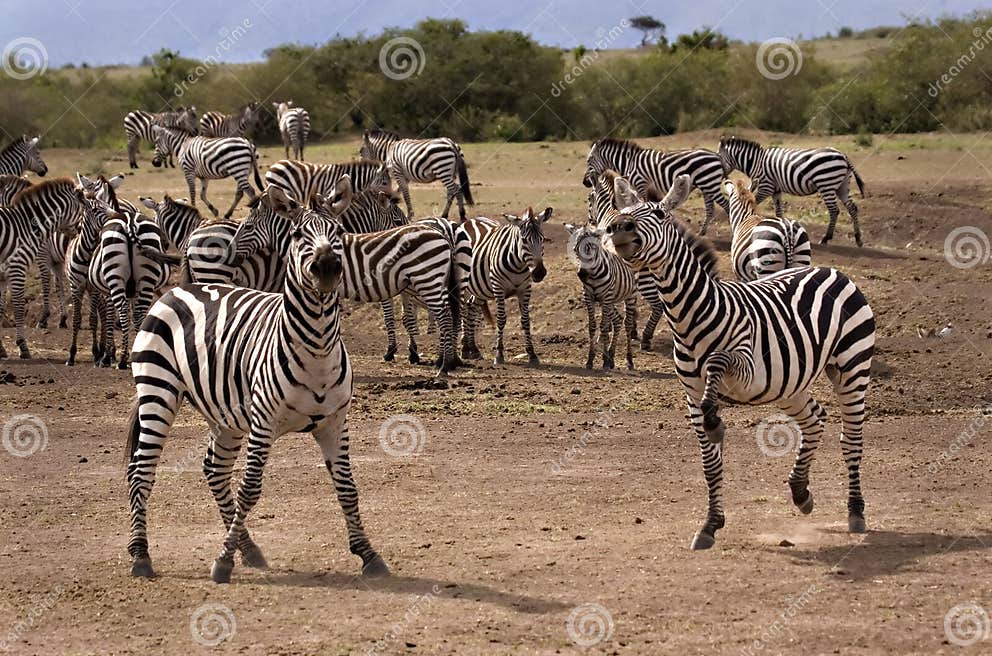 Prancing zebra stock image. Image of animal, lines, rare - 7663123