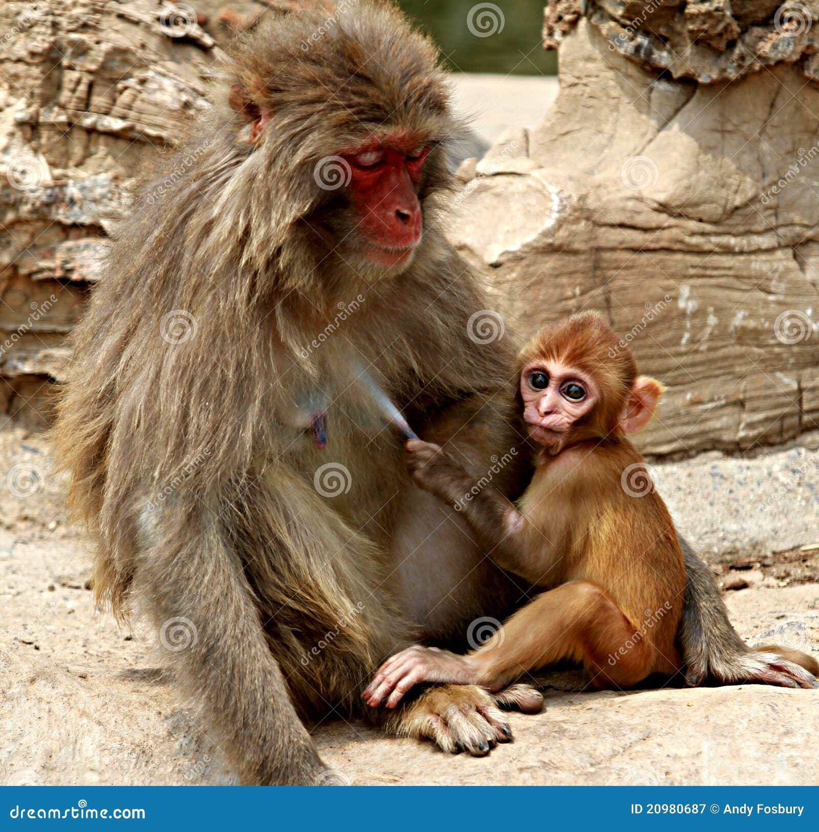 Prank stock image. Image of monkeys, little, prank, relations - 20980687