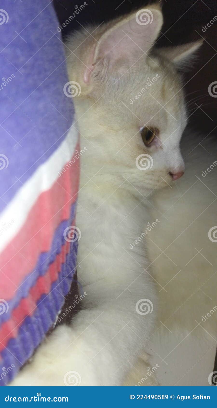 Prank Cat stock image. Image of white, looking, prank - 224490589