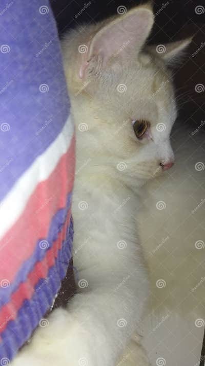 Prank Cat stock image. Image of white, looking, prank - 224490589