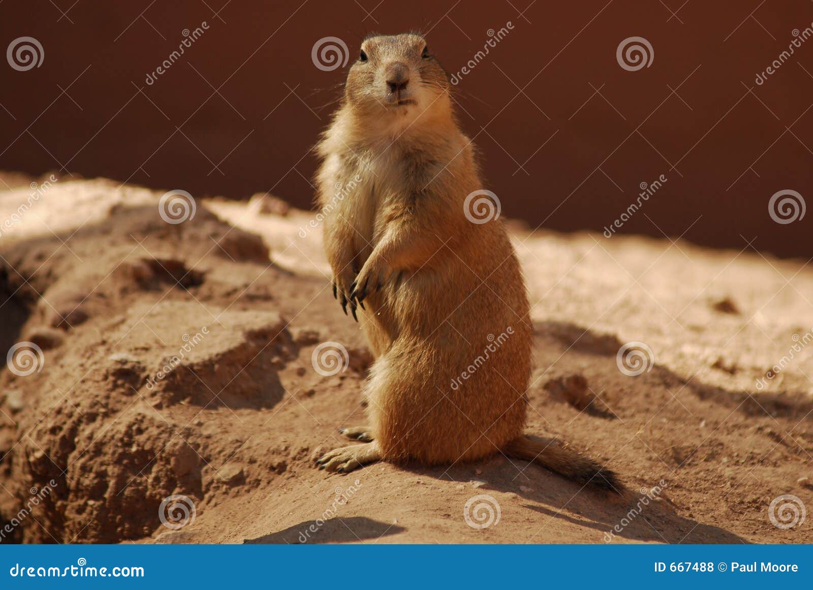 Prarie Dog stock photo. Image of endangered, prarie, natural - 667488