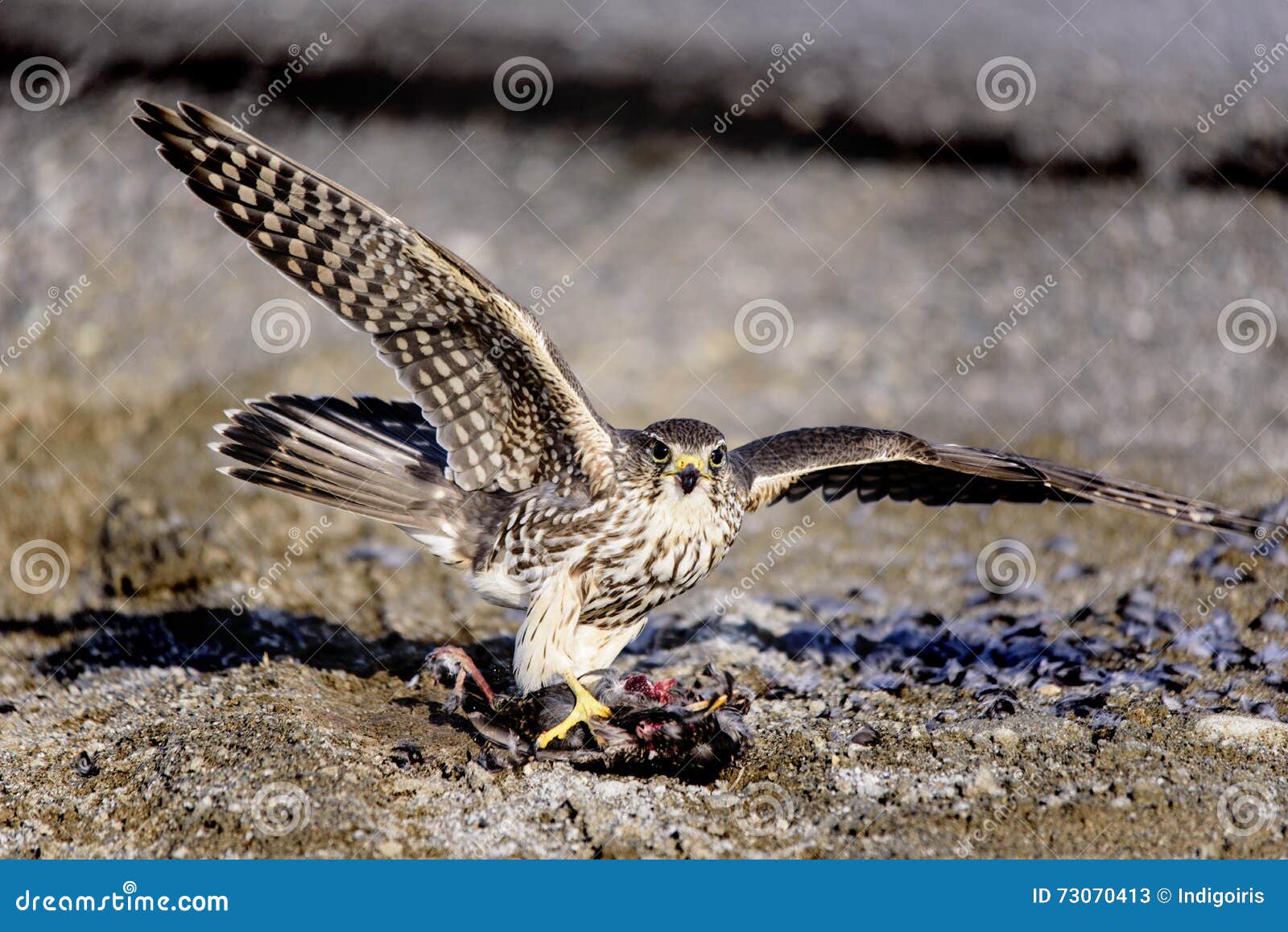 Prarie Merlin Falcon stock image. Image of pigeon, animal - 73070413