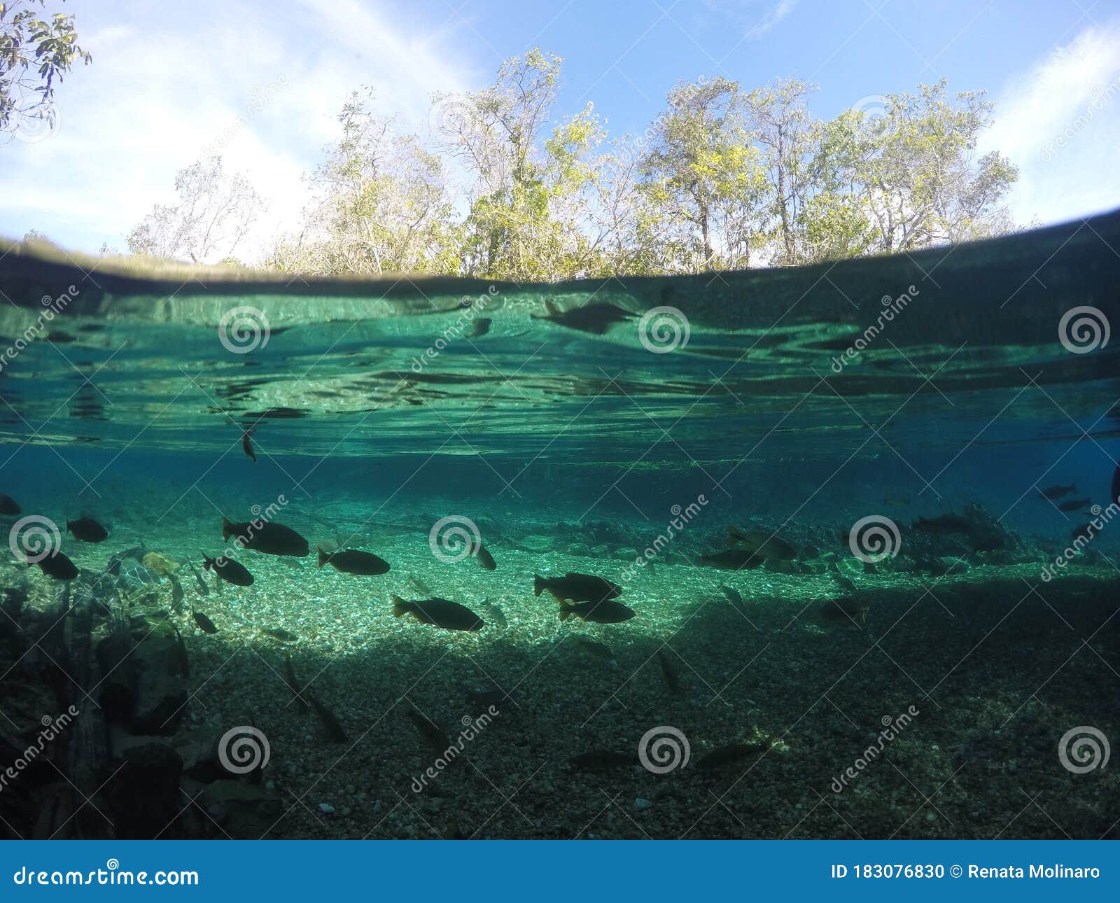 Bonito - Brazil stock photo. Image of brazil, river - 183076830