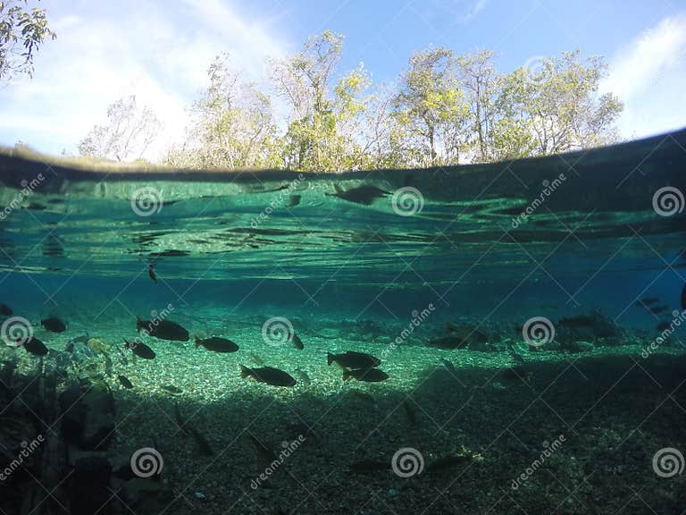 Bonito - Brazil stock photo. Image of brazil, river - 183076830