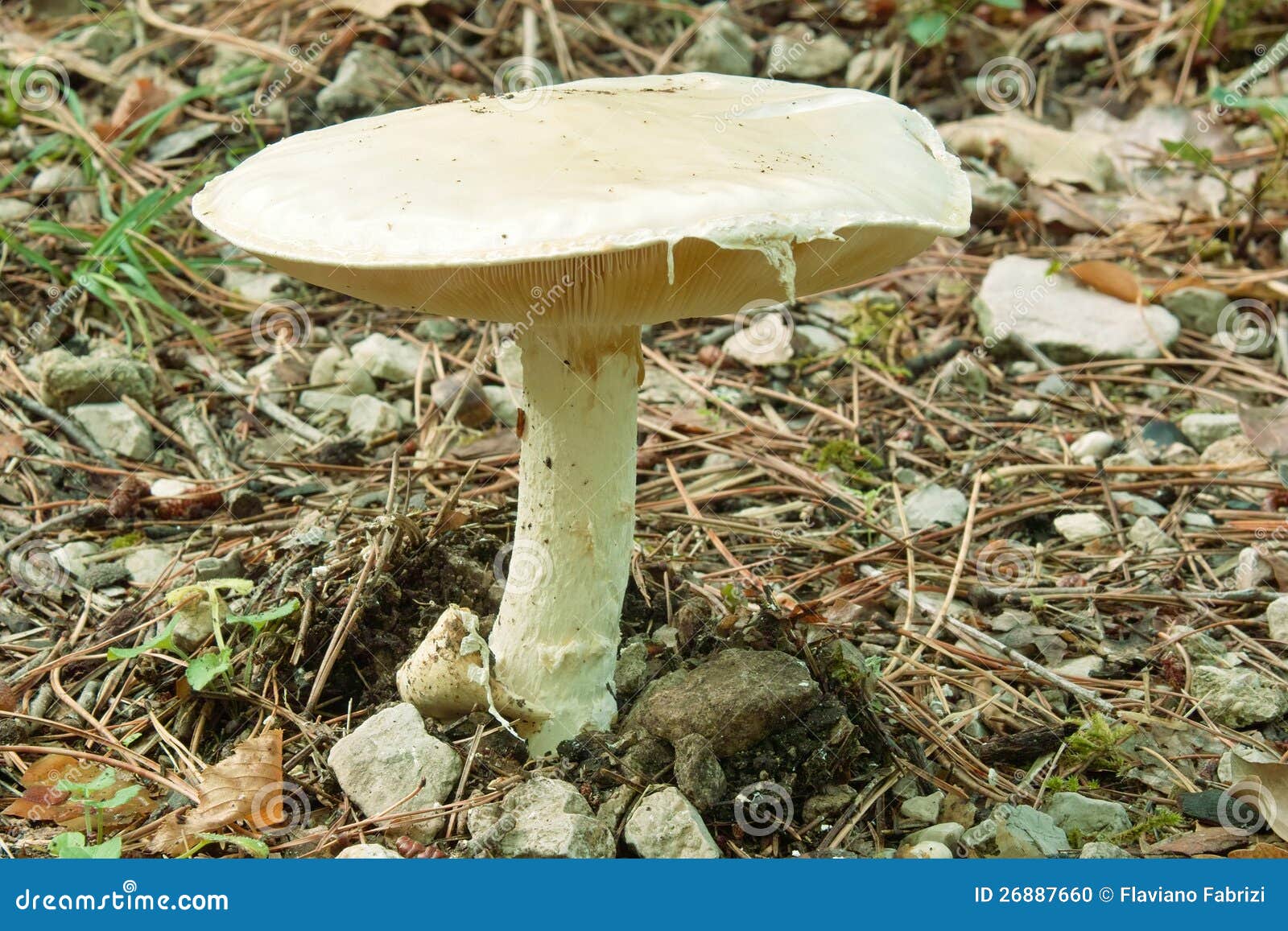 Prataiolo Fungus, Agaricus Campestris Stock Photo - Image of stem ...