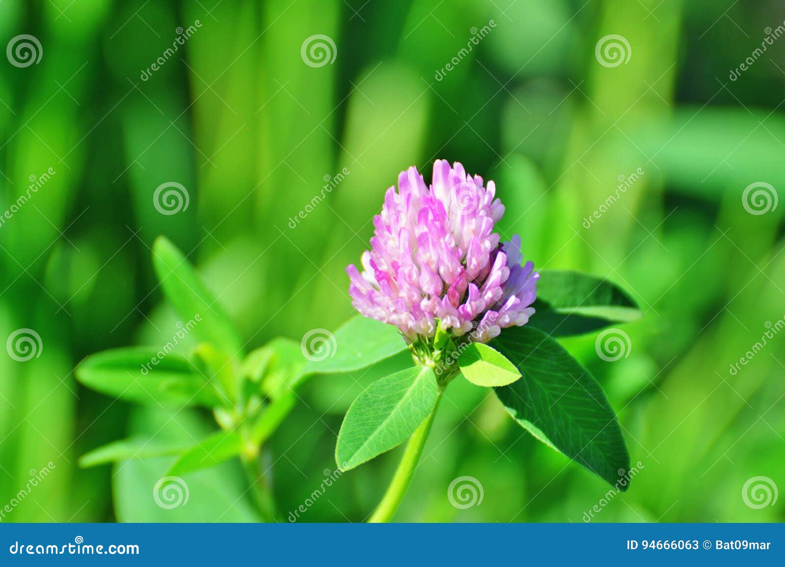 Pratense Do Trifolium Da Flor Do Trevo Vermelho Imagem de Stock ...