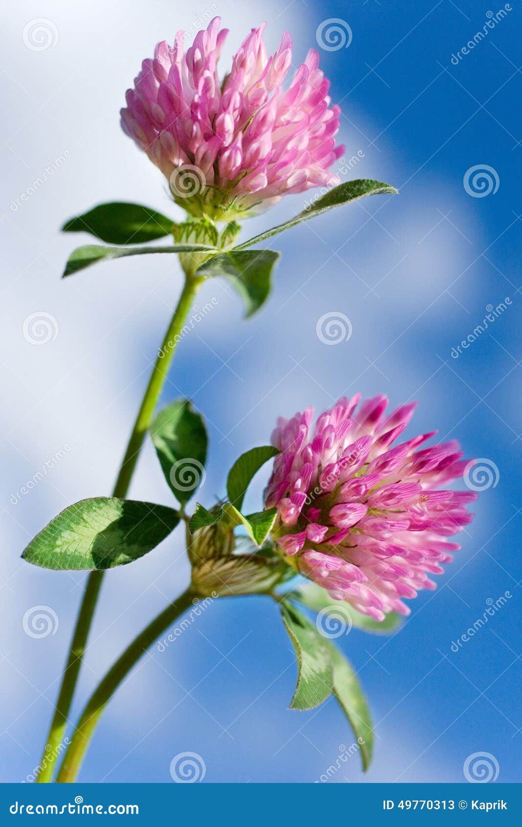 Pratense Do Trifolium - Flor Do Rosa Do Trevo Vermelho Imagem de Stock ...