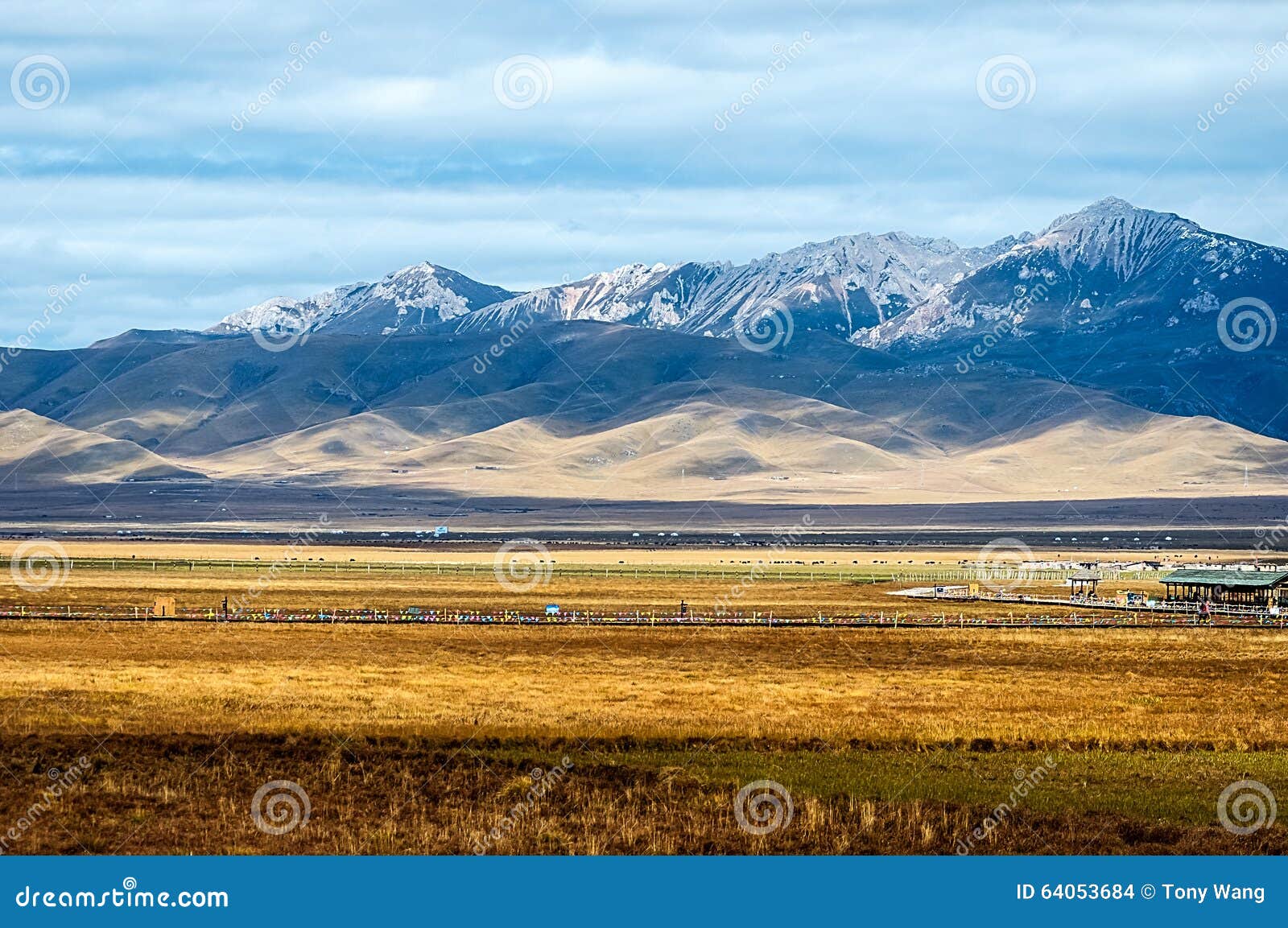 Prateria sotto la neve fotografia stock. Immagine di fiore - 64053684