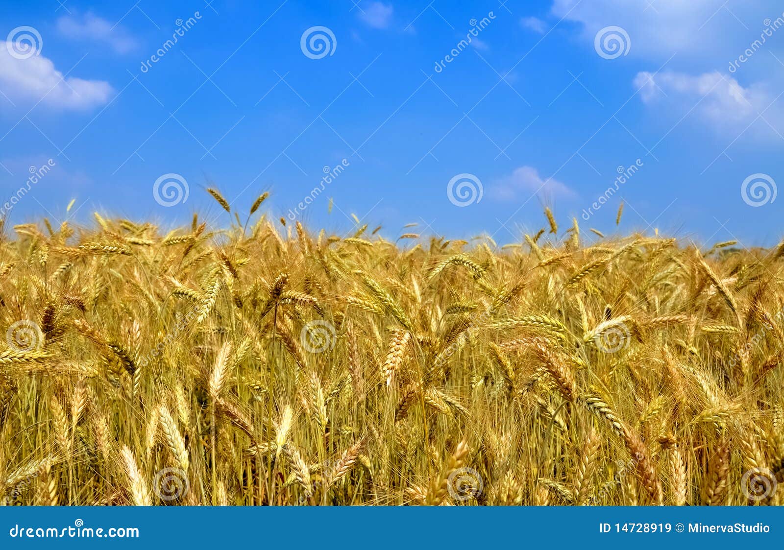 Prato Della Pianta Del Grano Immagine Stock - Immagine di aperto, sano ...