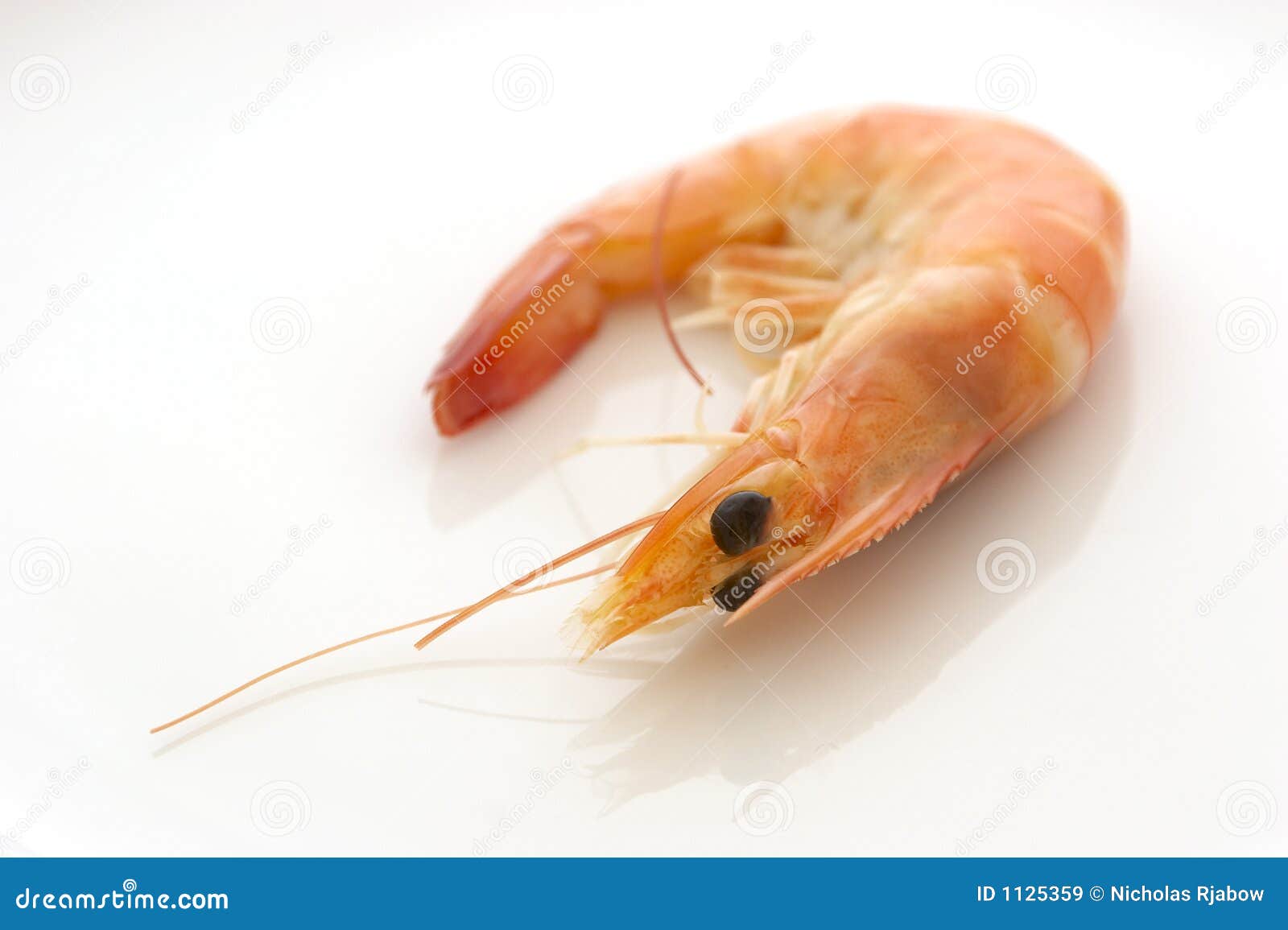 Prawn stock image. Image of feelers, legs, plate, tail - 1125359