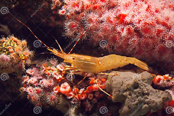 Prawn stock image. Image of reef, swim, crustacean, pacific - 12133815