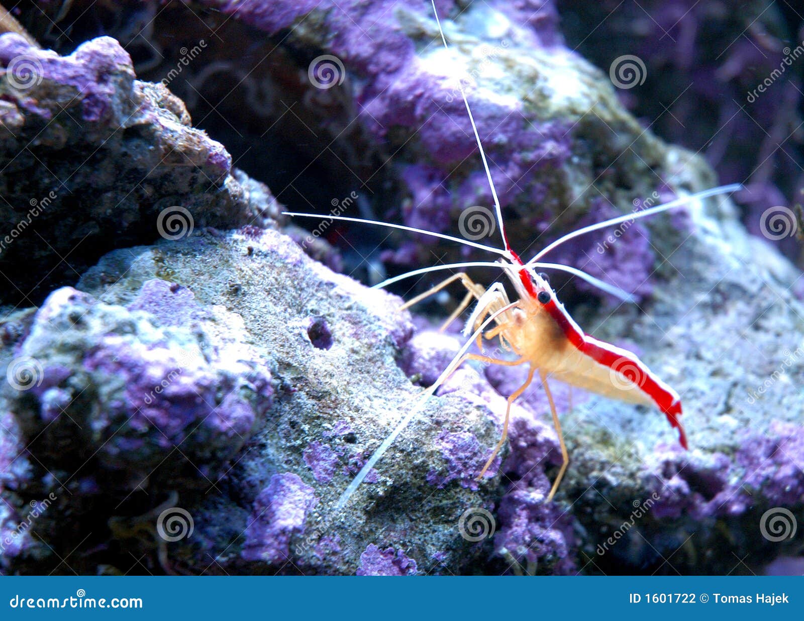 Prawn stock photo. Image of exotic, marine, delicious - 1601722