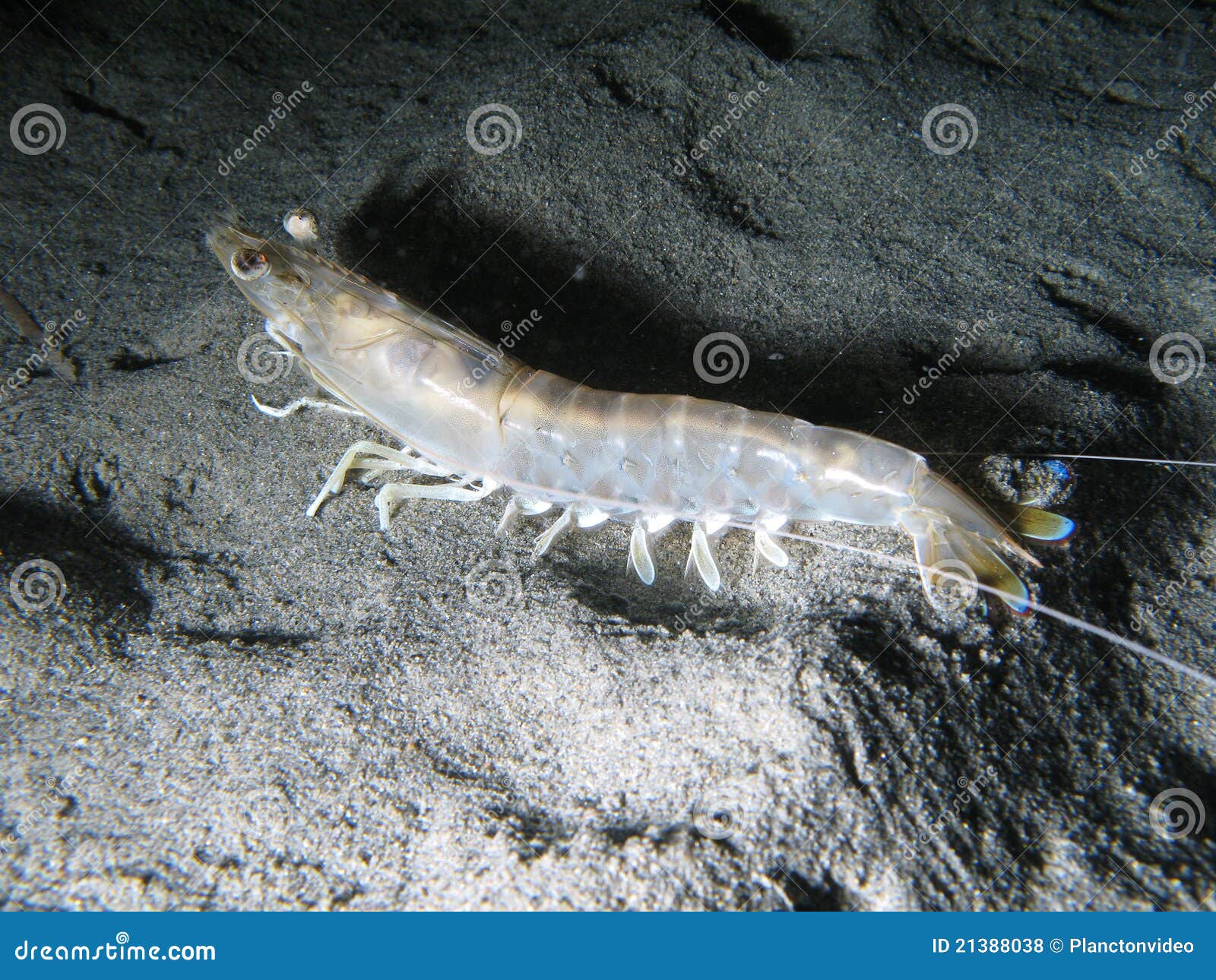 Prawn stock photo. Image of fish, scuba, abyss, marine - 21388038