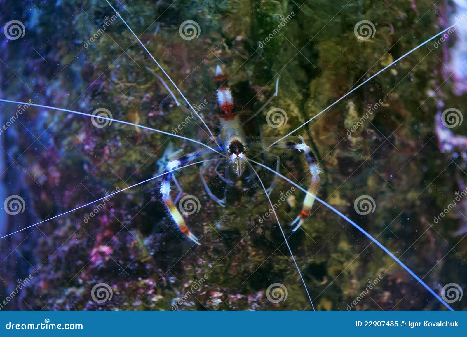 Prawn stock image. Image of fresh, biology, food, marine - 22907485