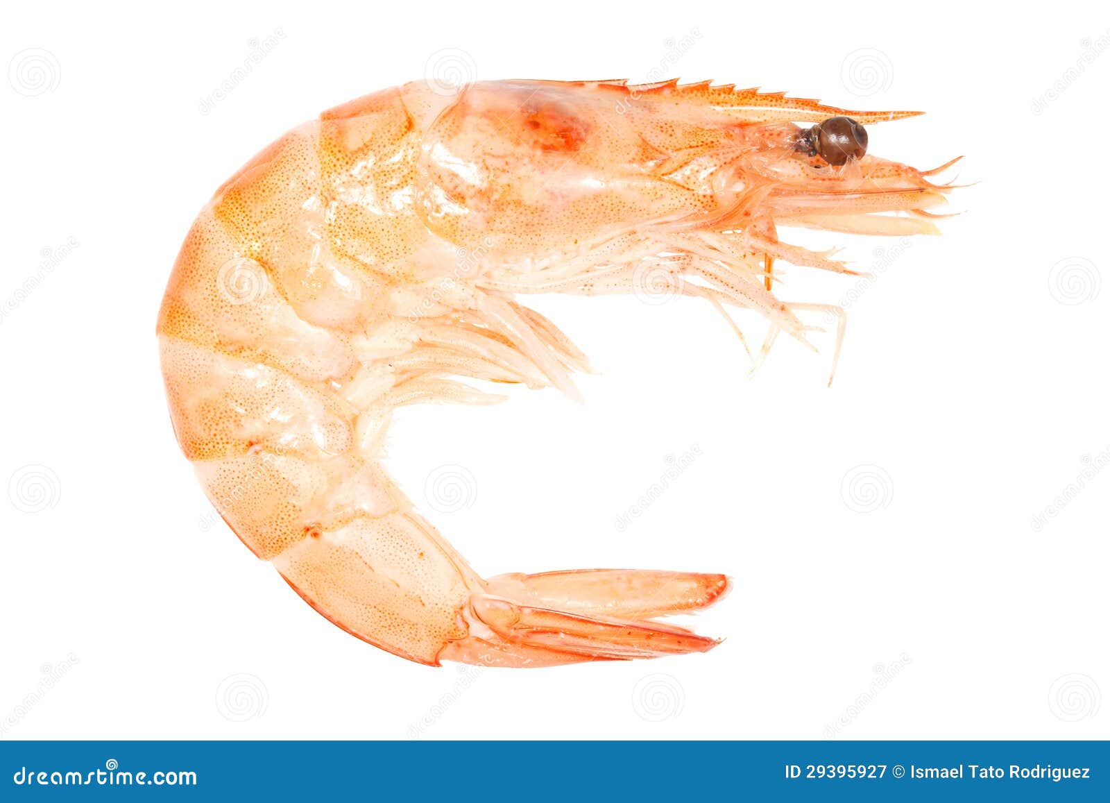 Prawn stock image. Image of prepared, single, prawn, shellfish - 29395927