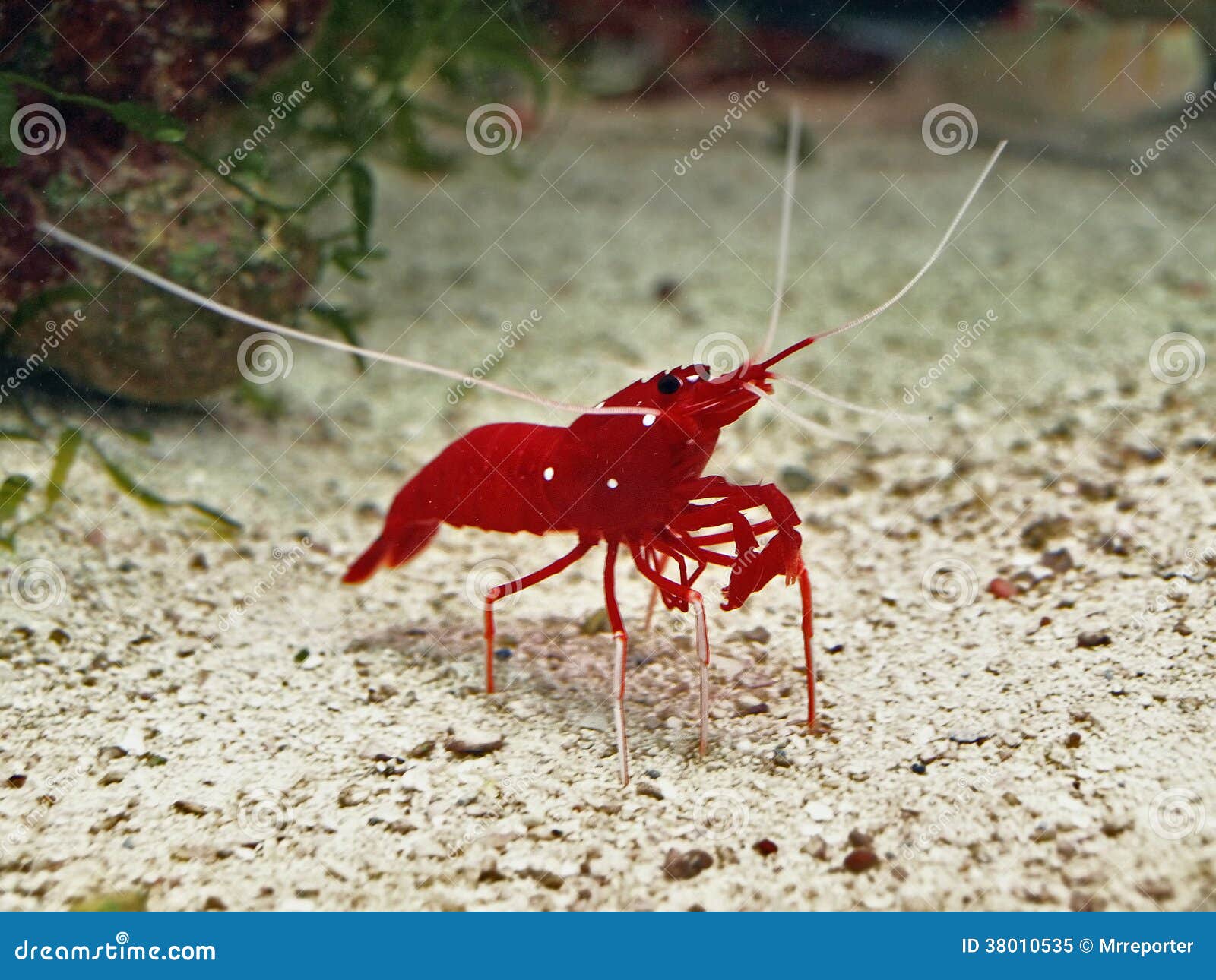 Red Prawn stock image. Image of life, frailty, aqua, cancroid - 38010535