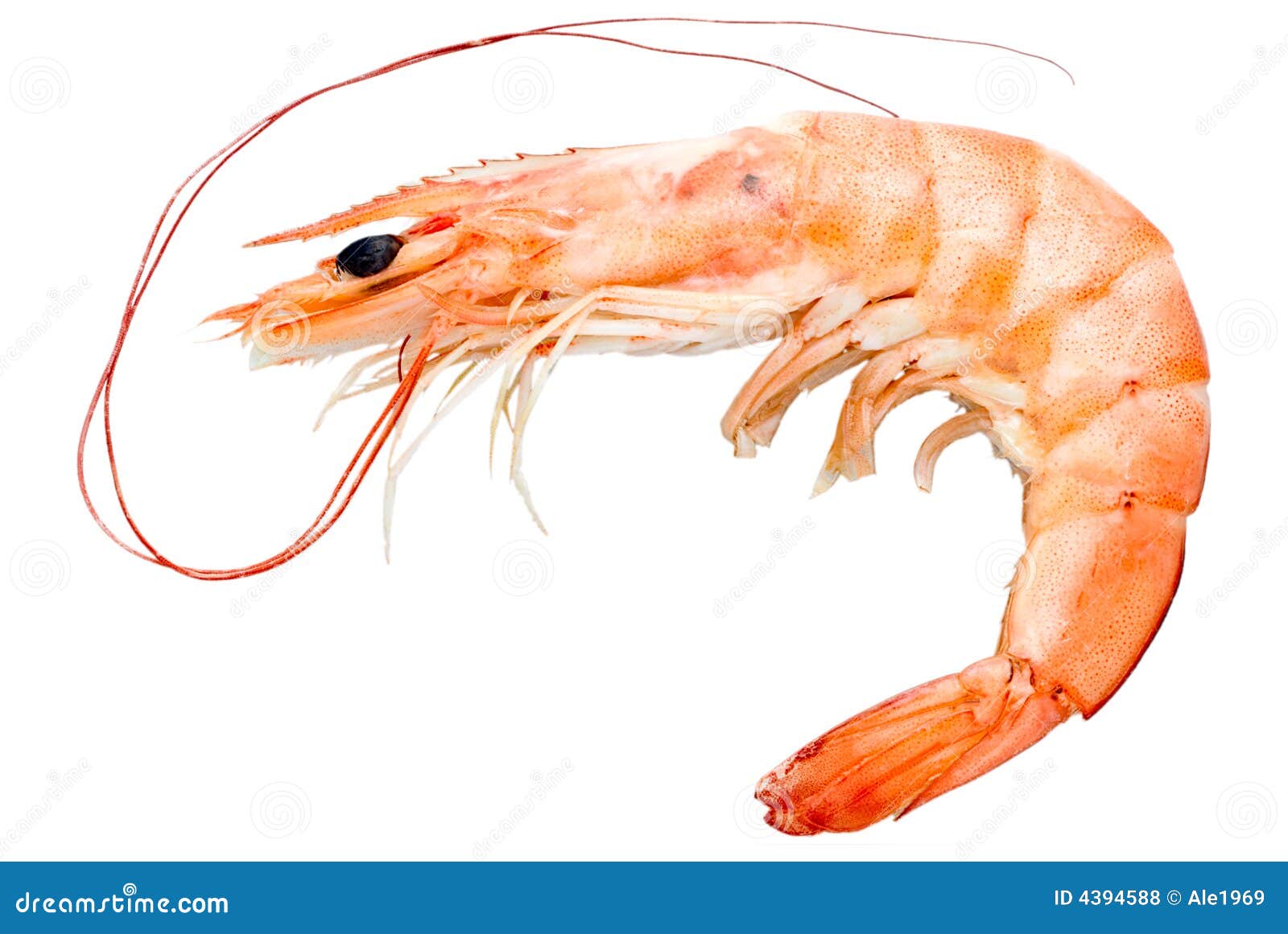 Prawn stock photo. Image of langoustine, background, shellfish - 4394588