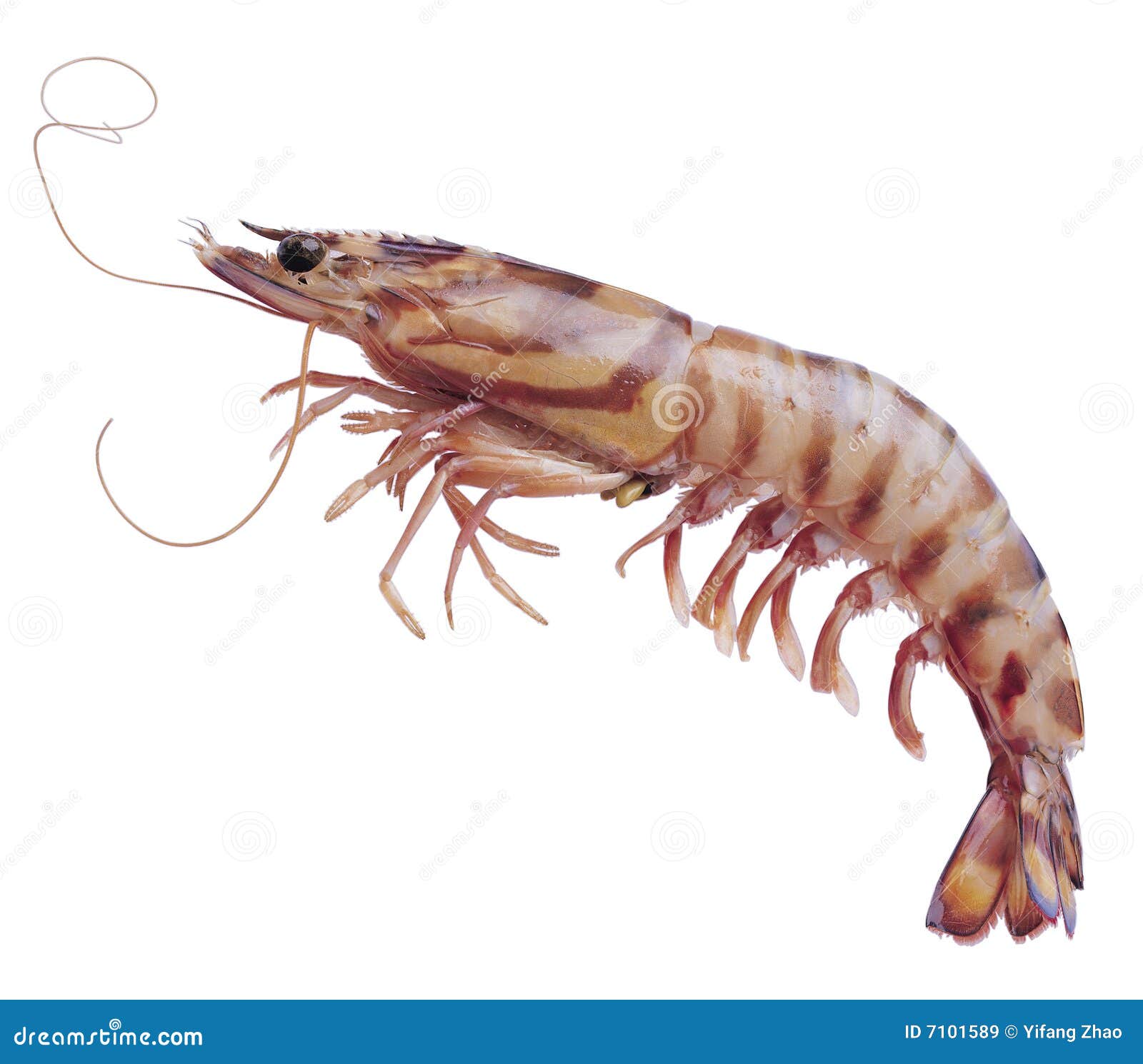 285 Prawn Heads Stock Photos - Free & Royalty-Free Stock Photos from ...