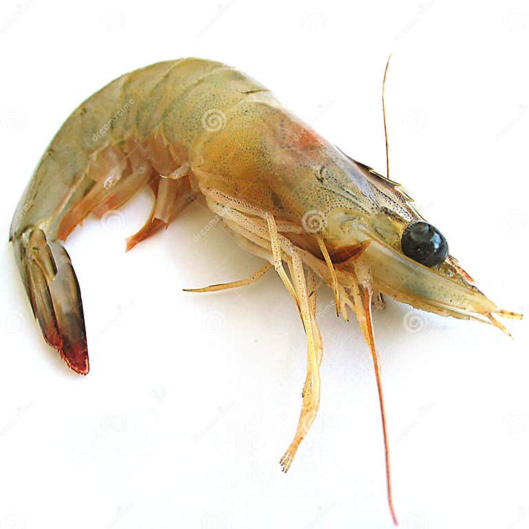 Prawn stock photo. Image of food, fresh, seafood, object - 89900